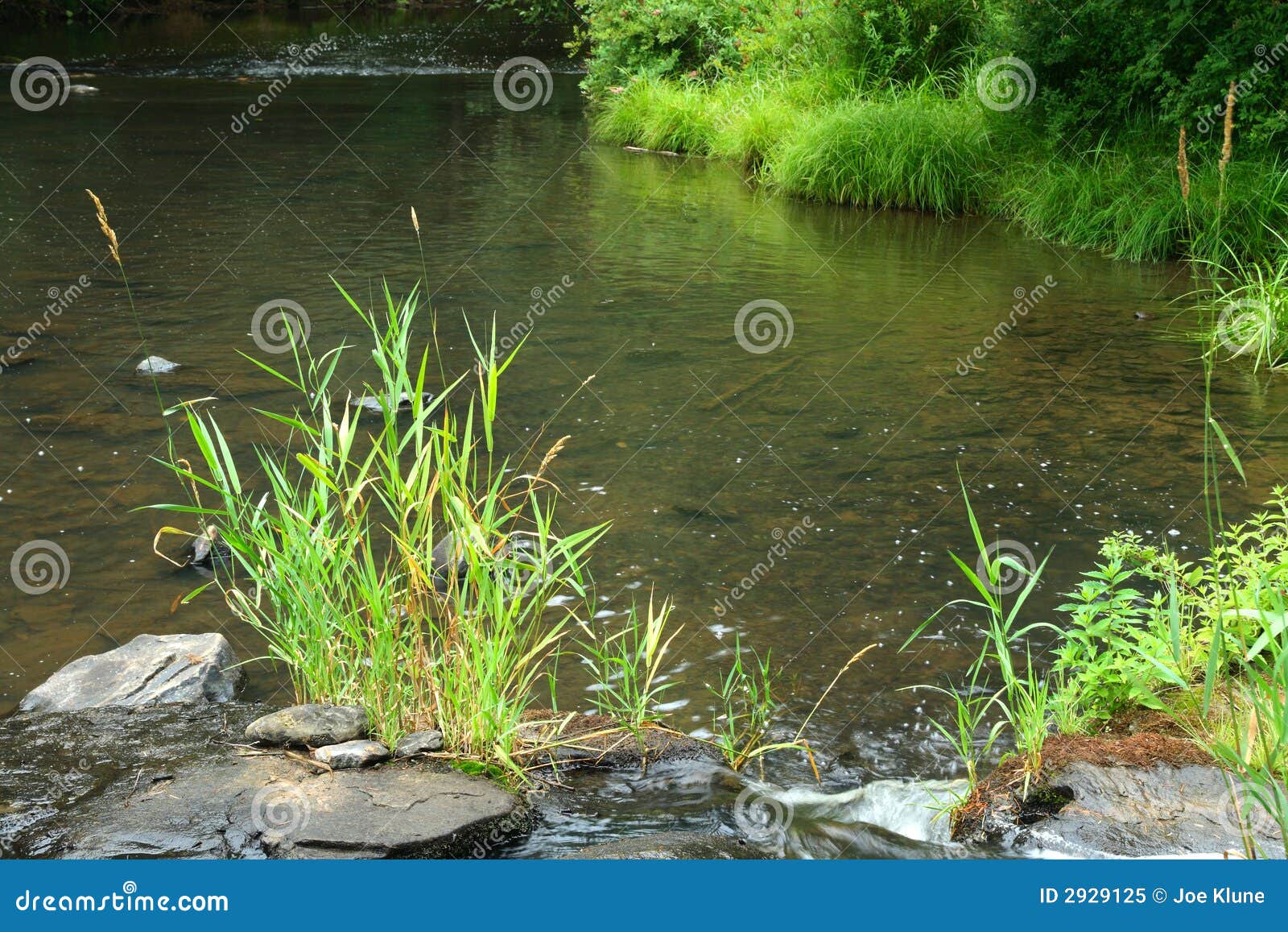 Rivers edge stock image. Image of clear, green, creek - 2929125