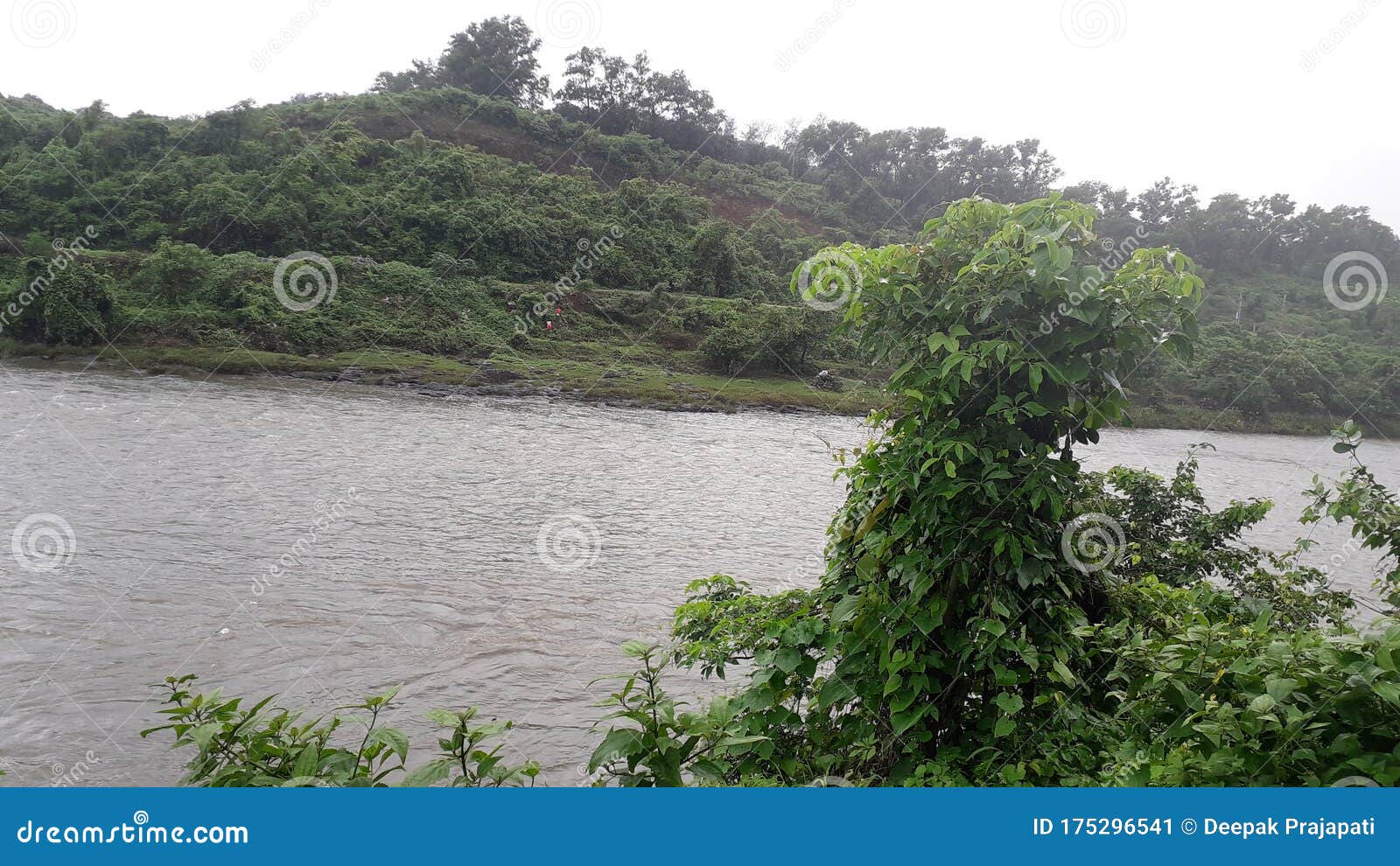 Rivers Flow in the Greenery Stock Image - Image of spotn, sunset: 175296541