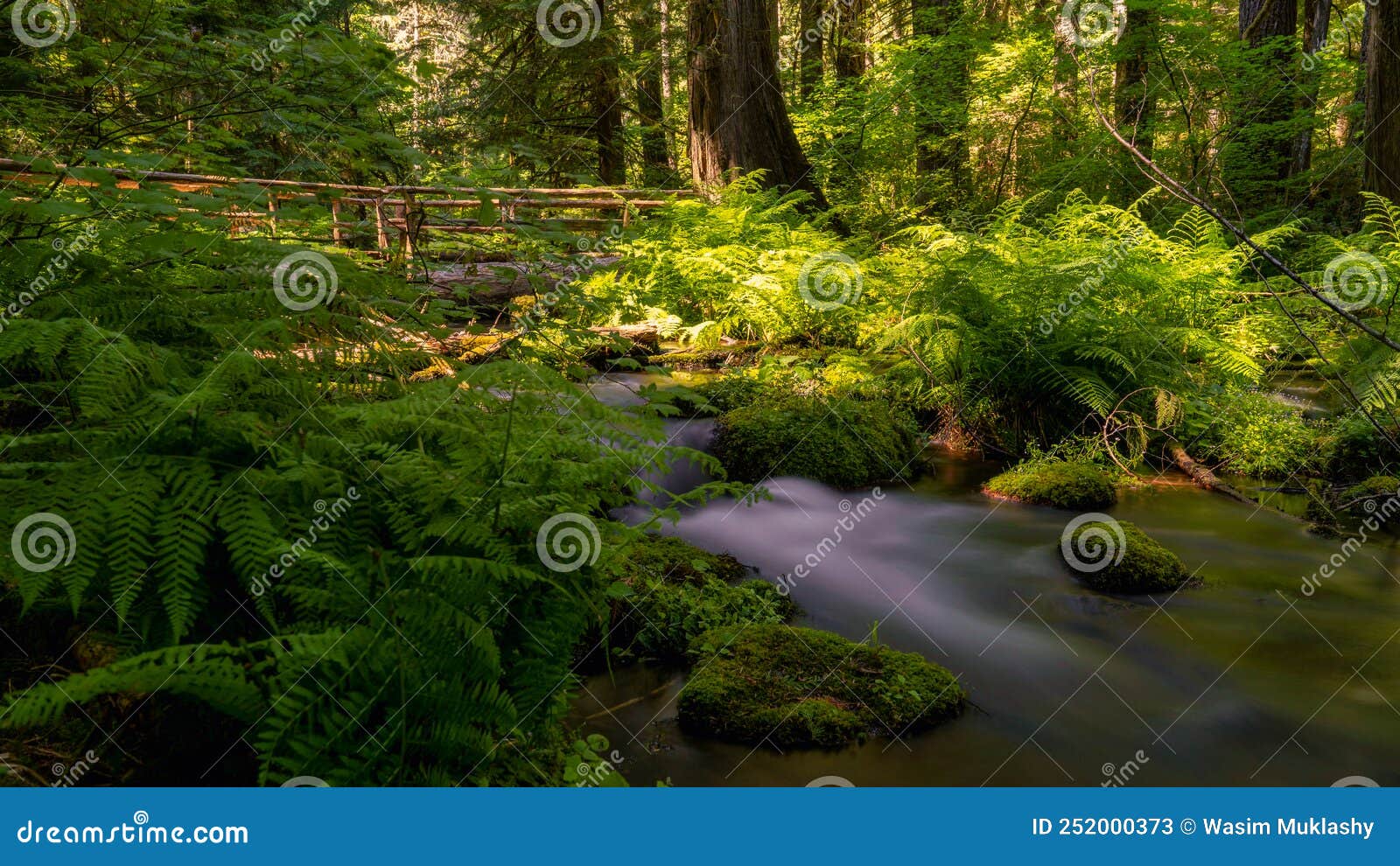 Rivers Streams and Wildflowers Along the Blue Pool Trail in Oregon ...