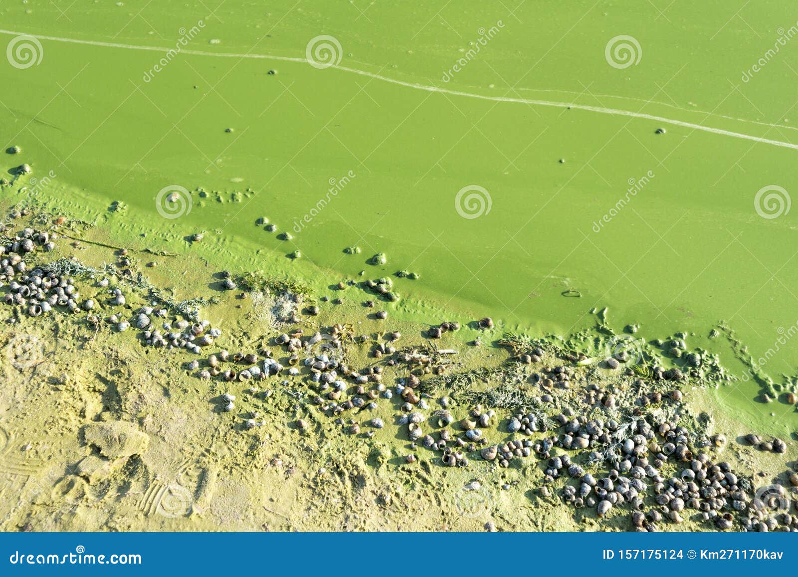 Riverside with Algae Polluted Green Water and Dead River Shells Stock ...