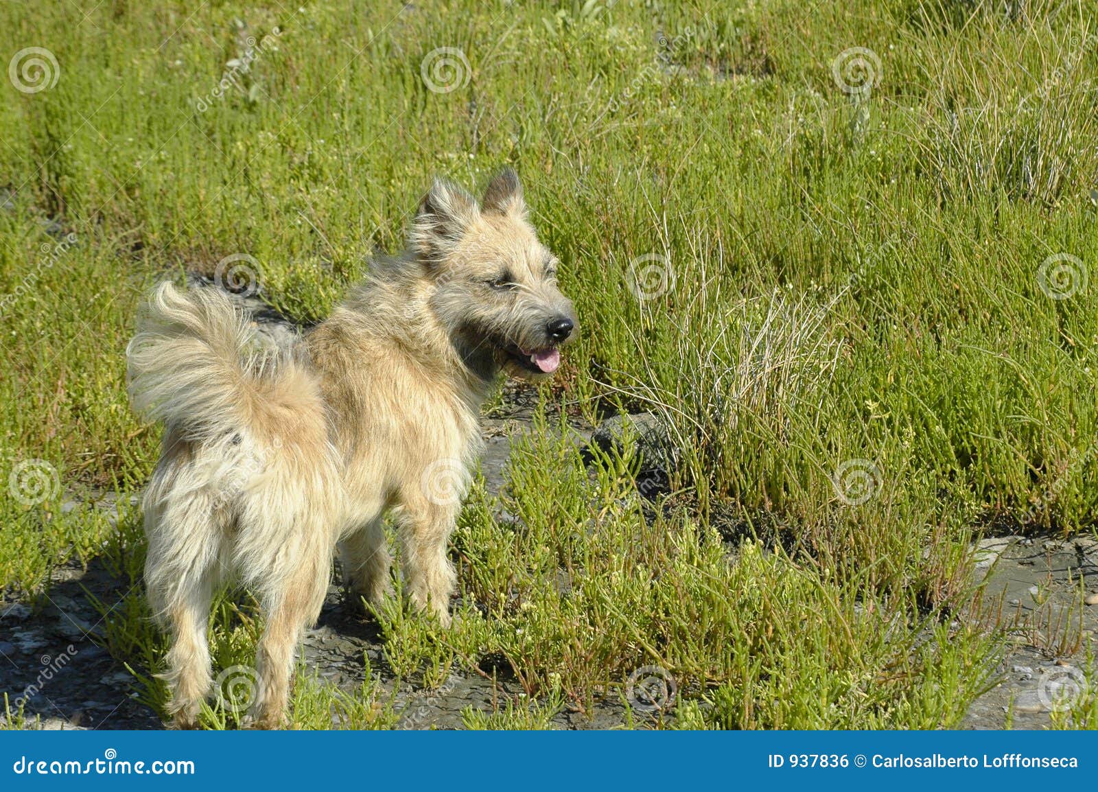 Riverside Dog stock photo. Image of jump, alert, animal - 937836