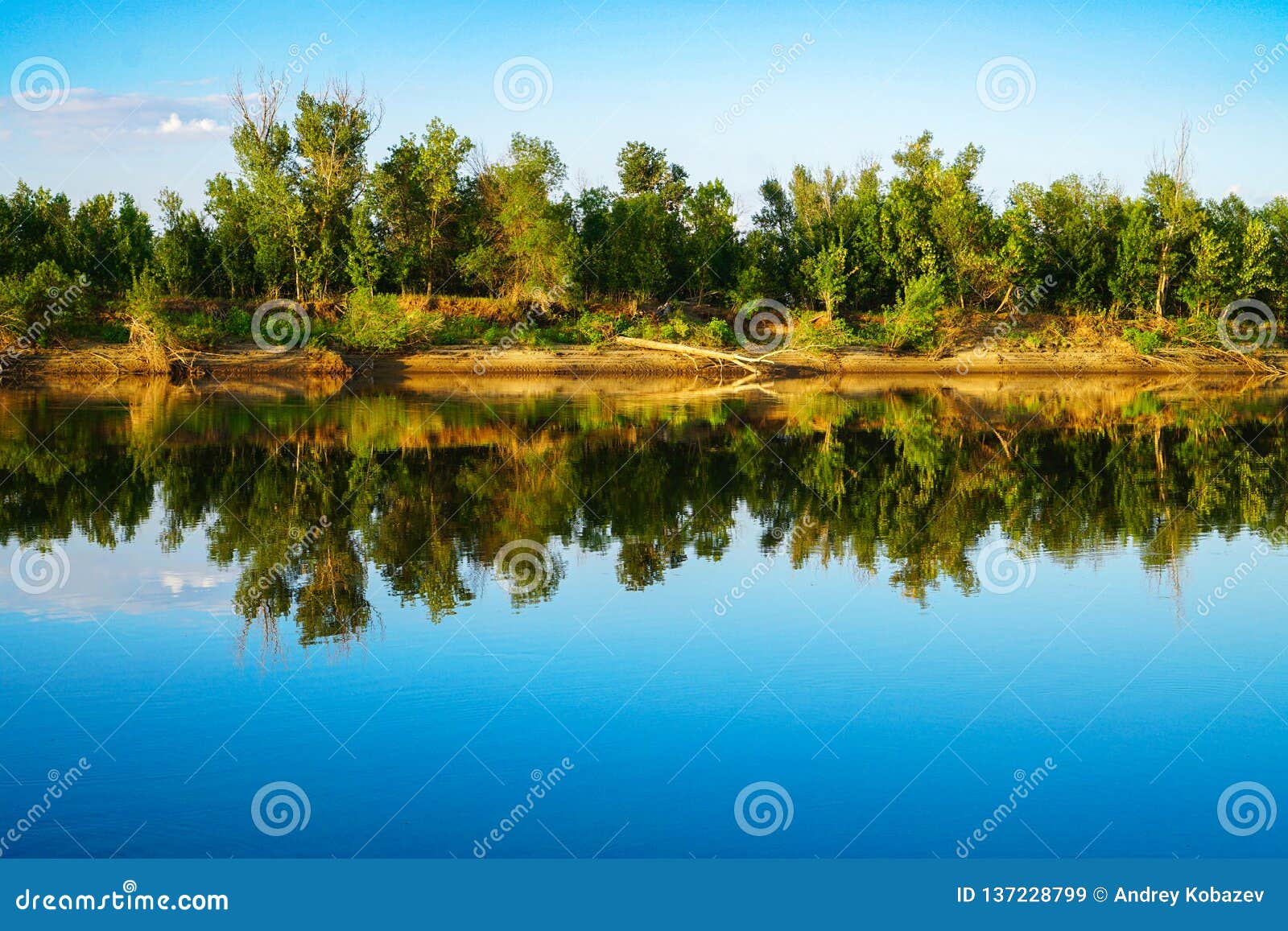 Riverside with Fallen Trees Stock Image - Image of herb, grass: 137228799