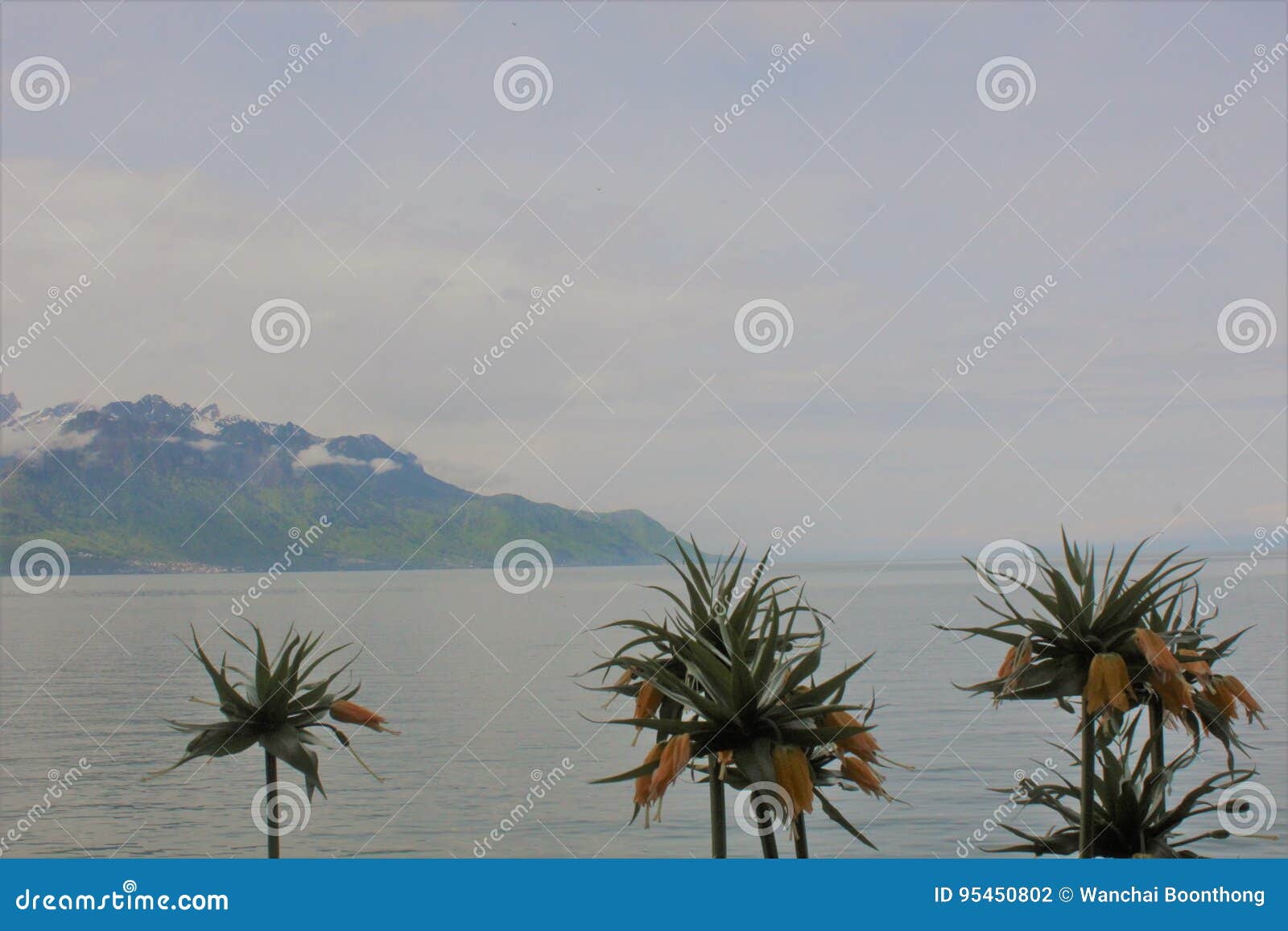 Riverside flowers stock photo. Image of yellow, flowers - 95450802