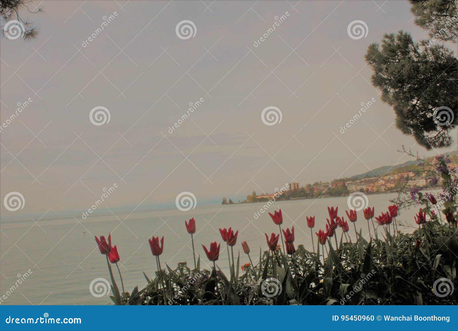 Riverside flowers stock photo. Image of leaves, flowers - 95450960
