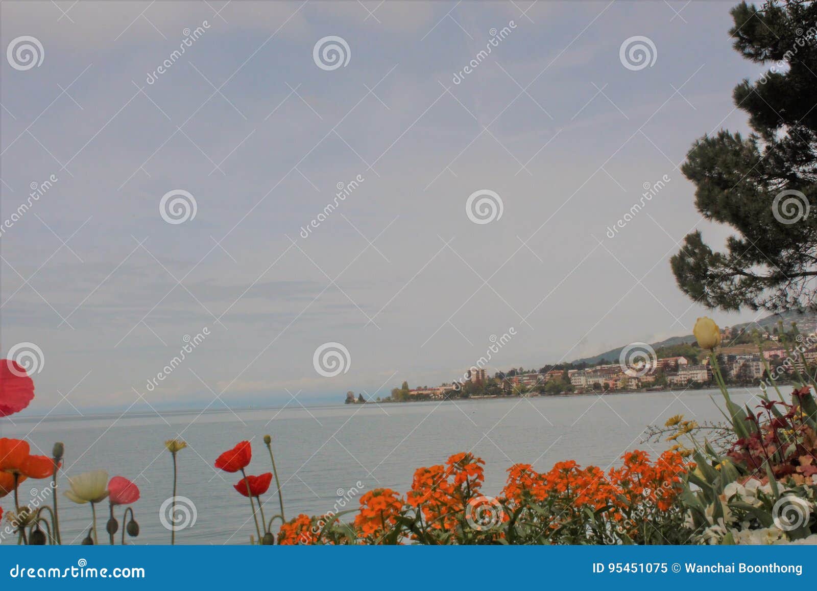 Riverside flowers stock image. Image of beautiful, green - 95451075
