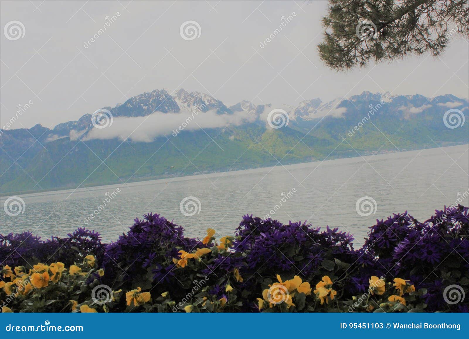 Riverside flowers stock image. Image of riverside, yellow - 95451103