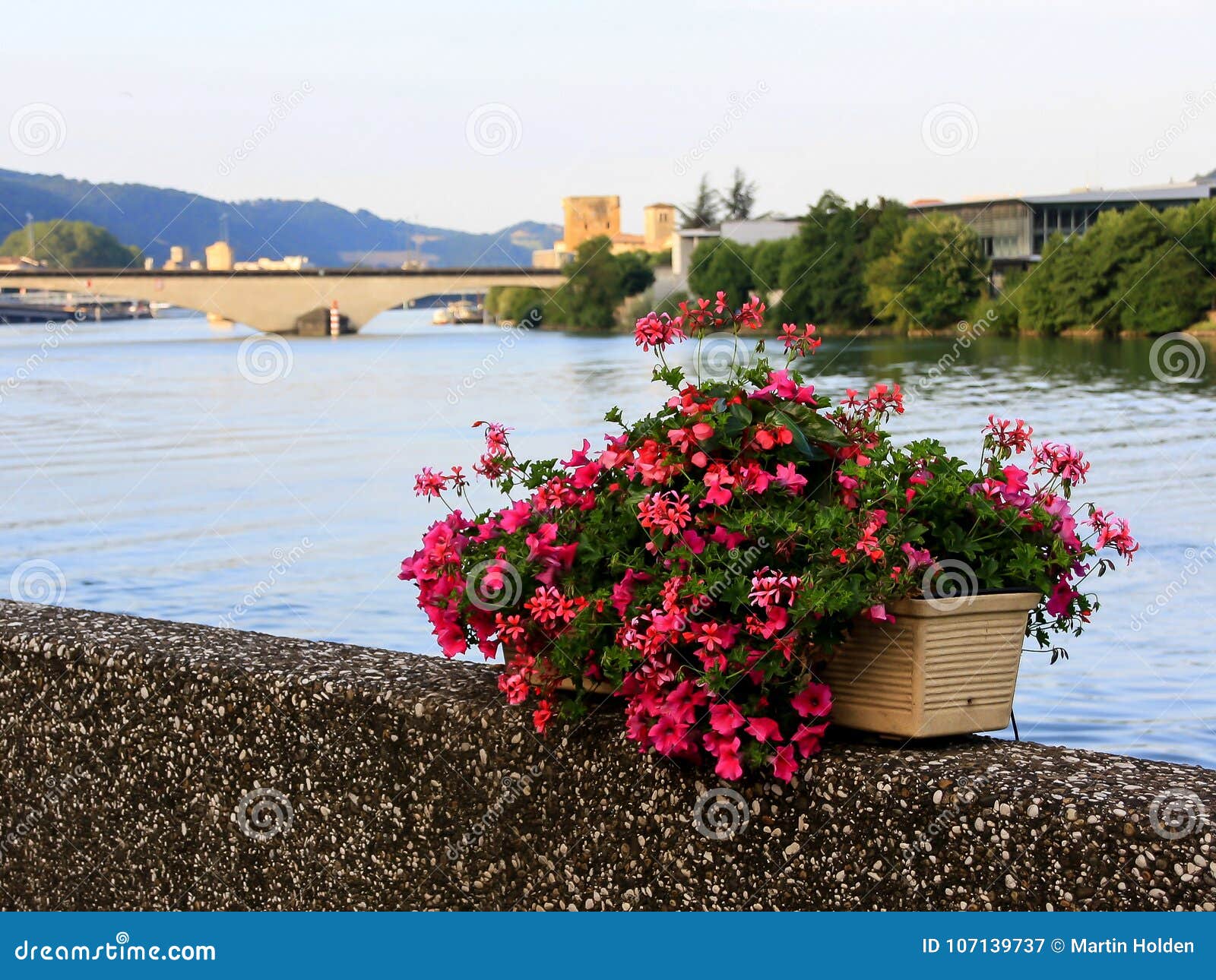 Riverside with the flowers stock image. Image of leaf - 107139737