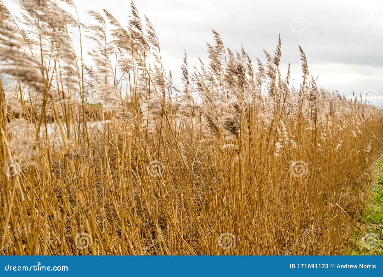 Riverside Hedge Row stock image. Image of dense, long - 171691123