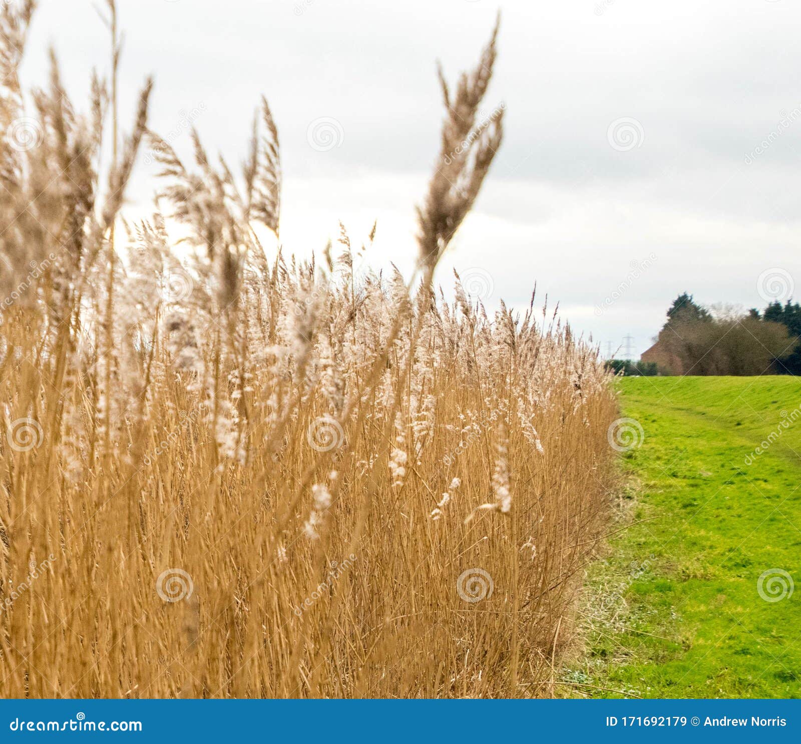 Riverside Hedge Row stock image. Image of tall, plants - 171692179