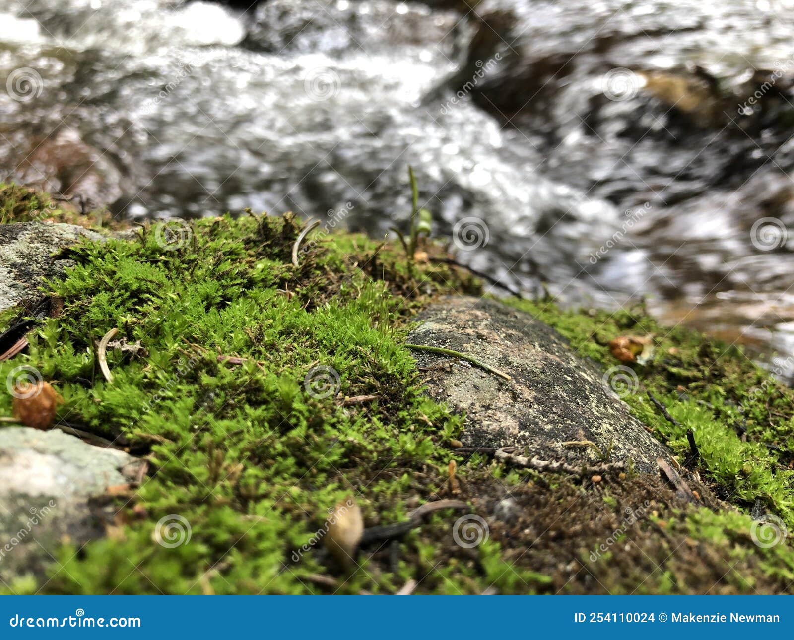 Riverside moss stock photo. Image of side, moss, water - 254110024