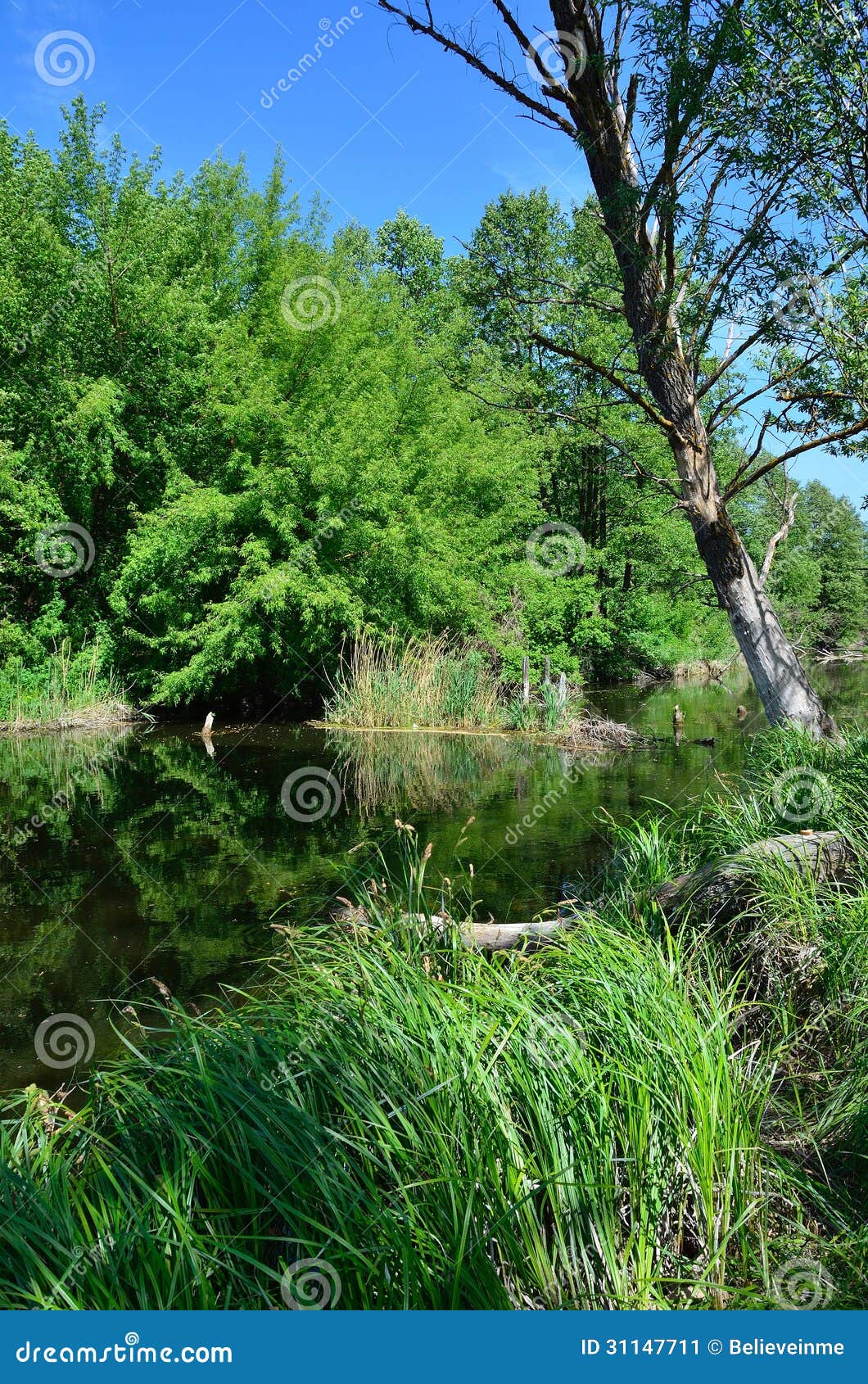 Riverside stock image. Image of outdoors, outdoor, park - 31147711