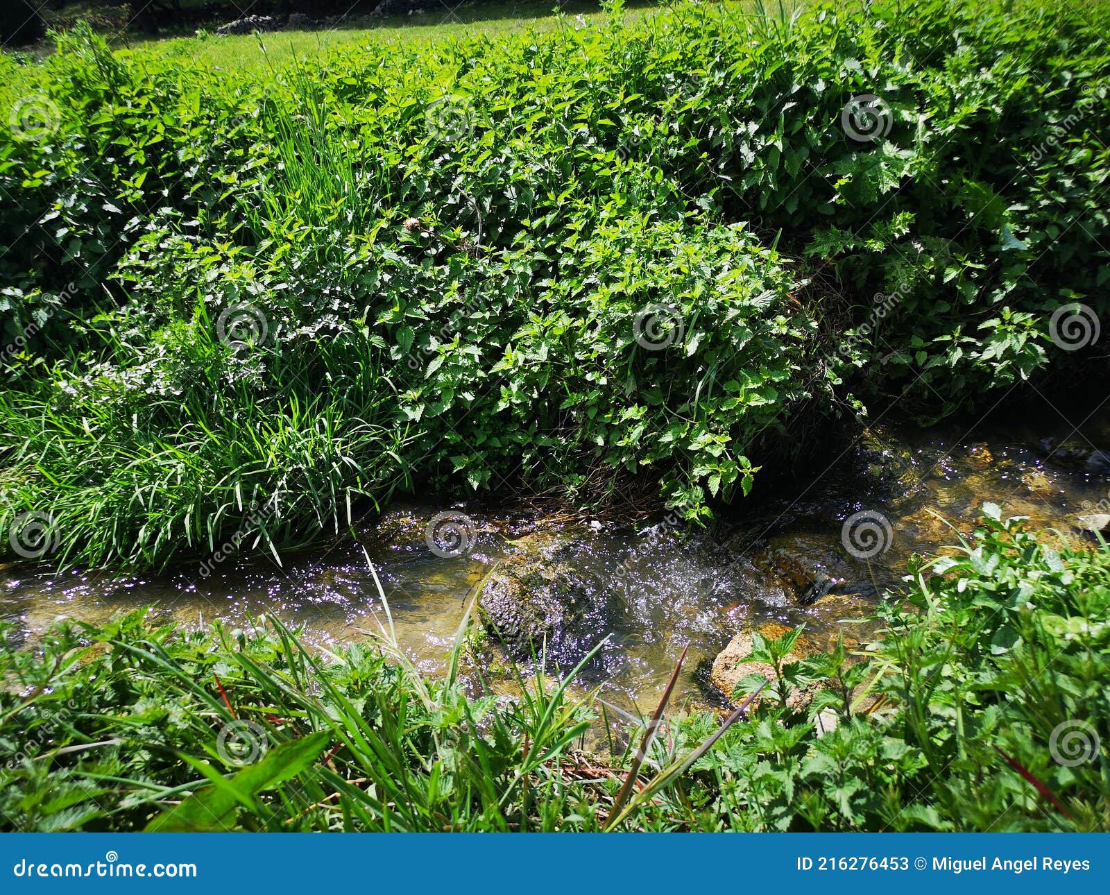 Riverside Plants and Vegetation in the Mountains Stock Image - Image of ...