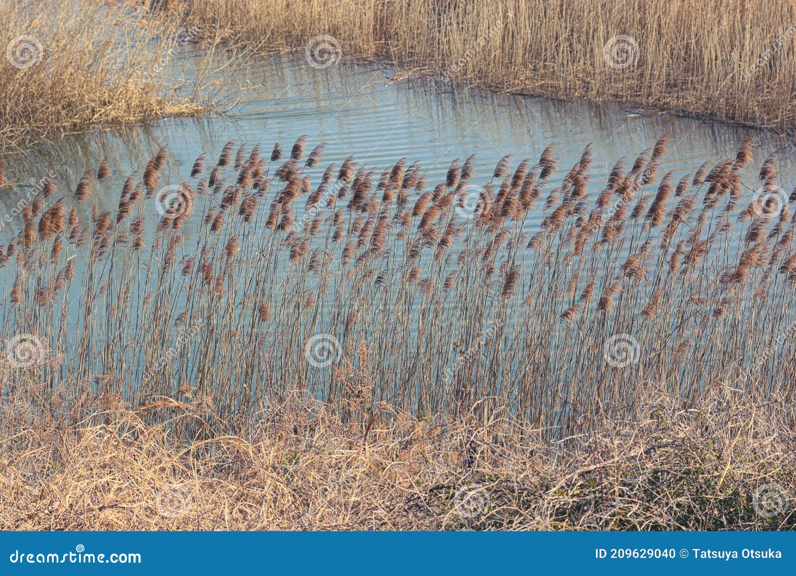 Riverside Reed Bed in Winter Stock Photo - Image of field, vegetation ...