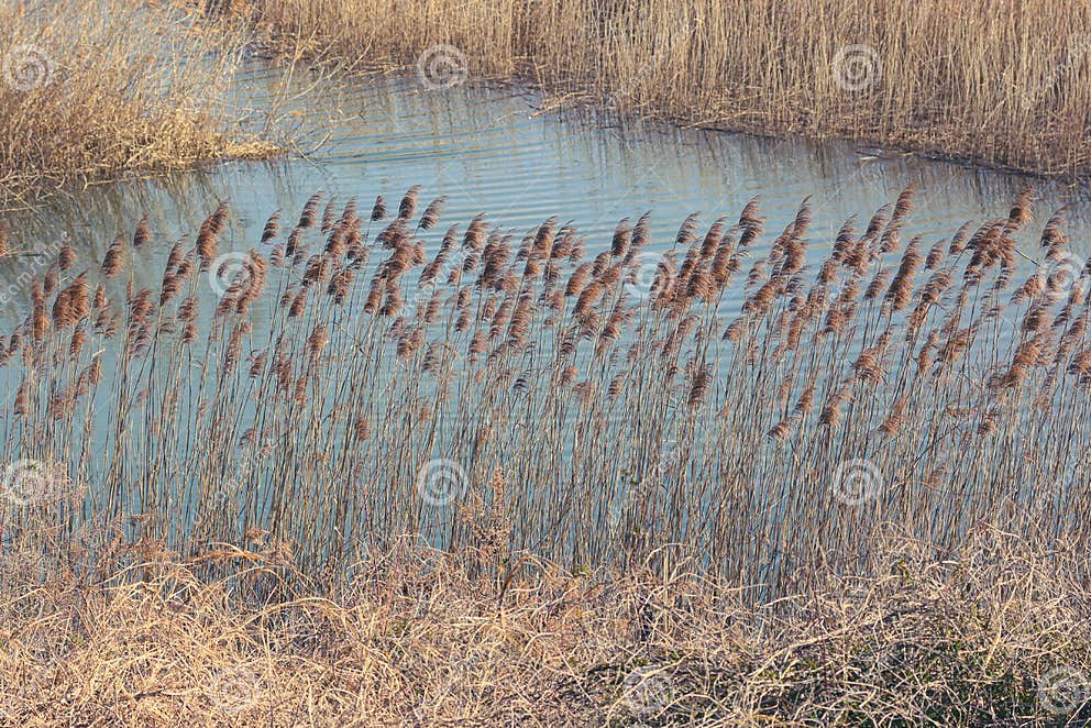 Riverside Reed Bed in Winter Stock Photo - Image of field, vegetation ...
