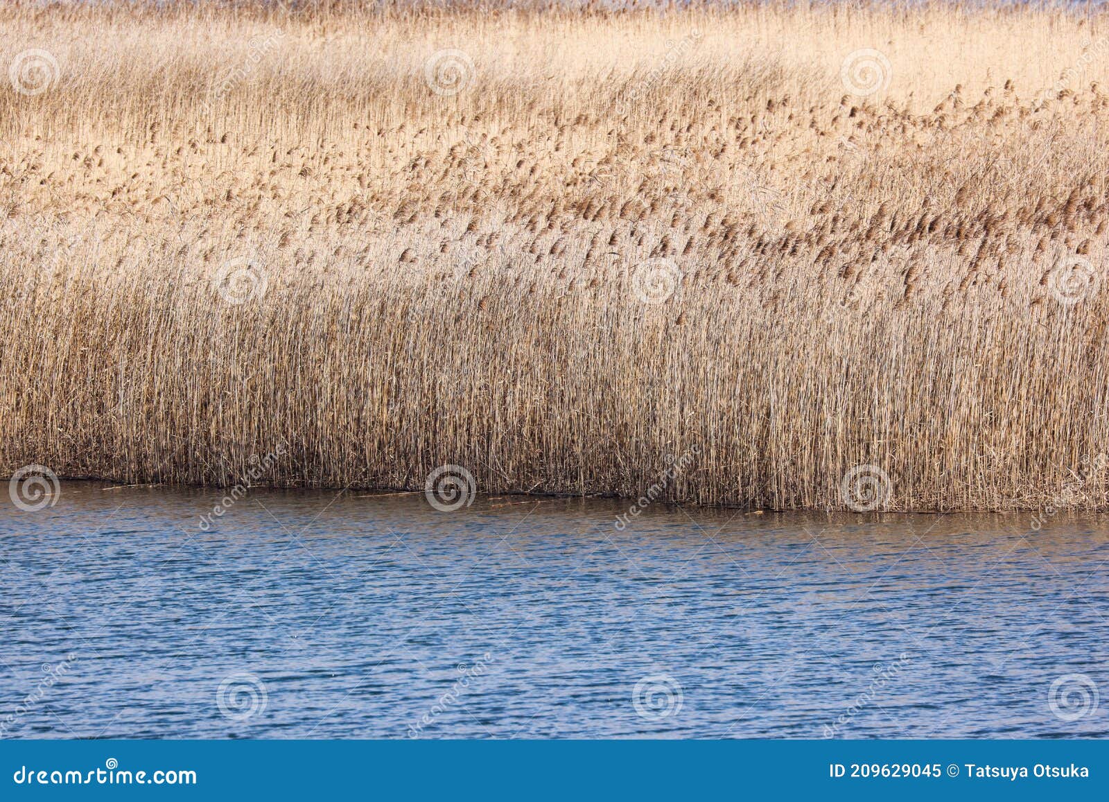 Riverside Reed Bed in Winter Stock Image - Image of water, plant: 209629045