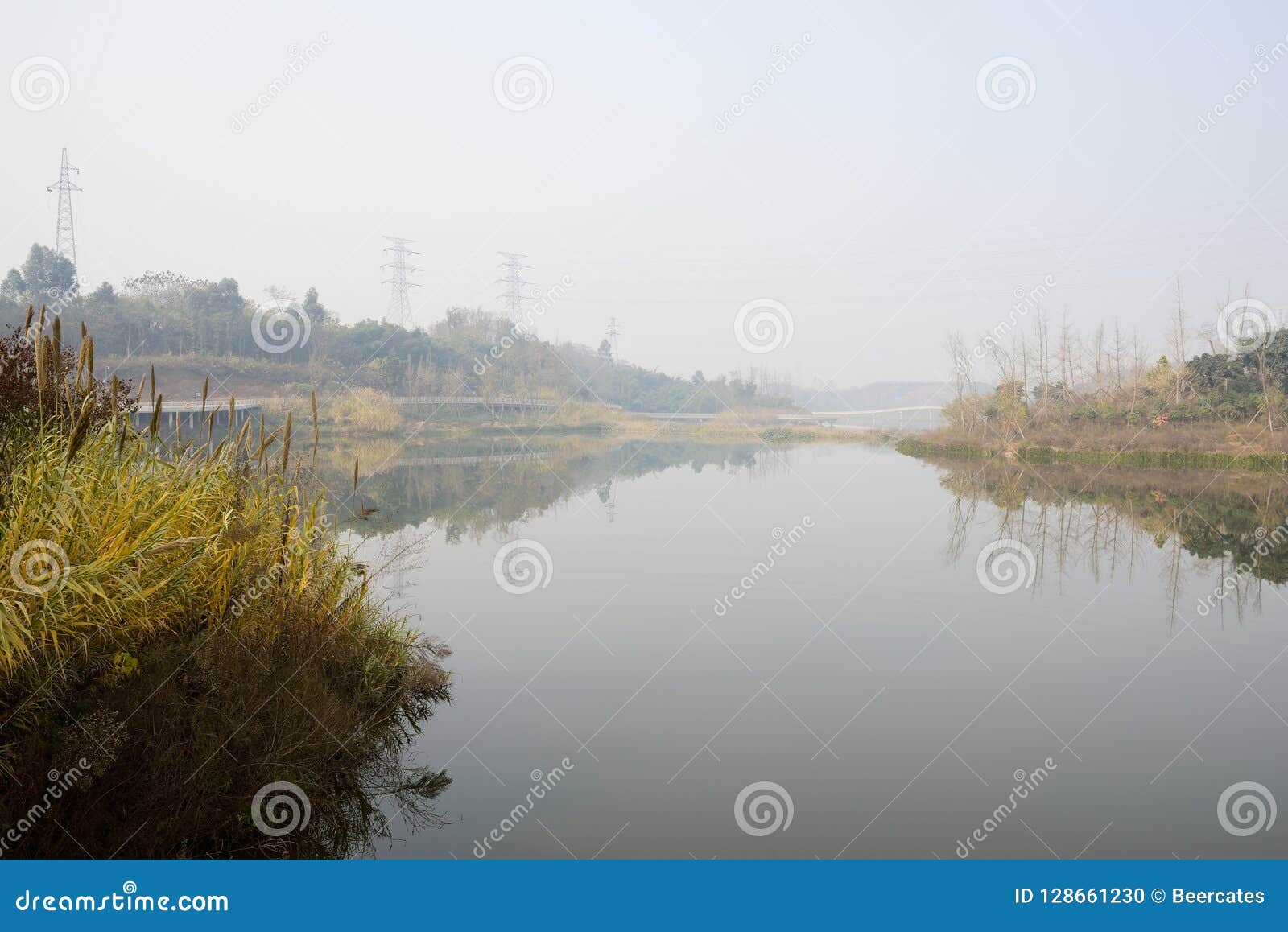 Riverside Reeds in Sunny Winter Stock Photo - Image of sunny, reed ...