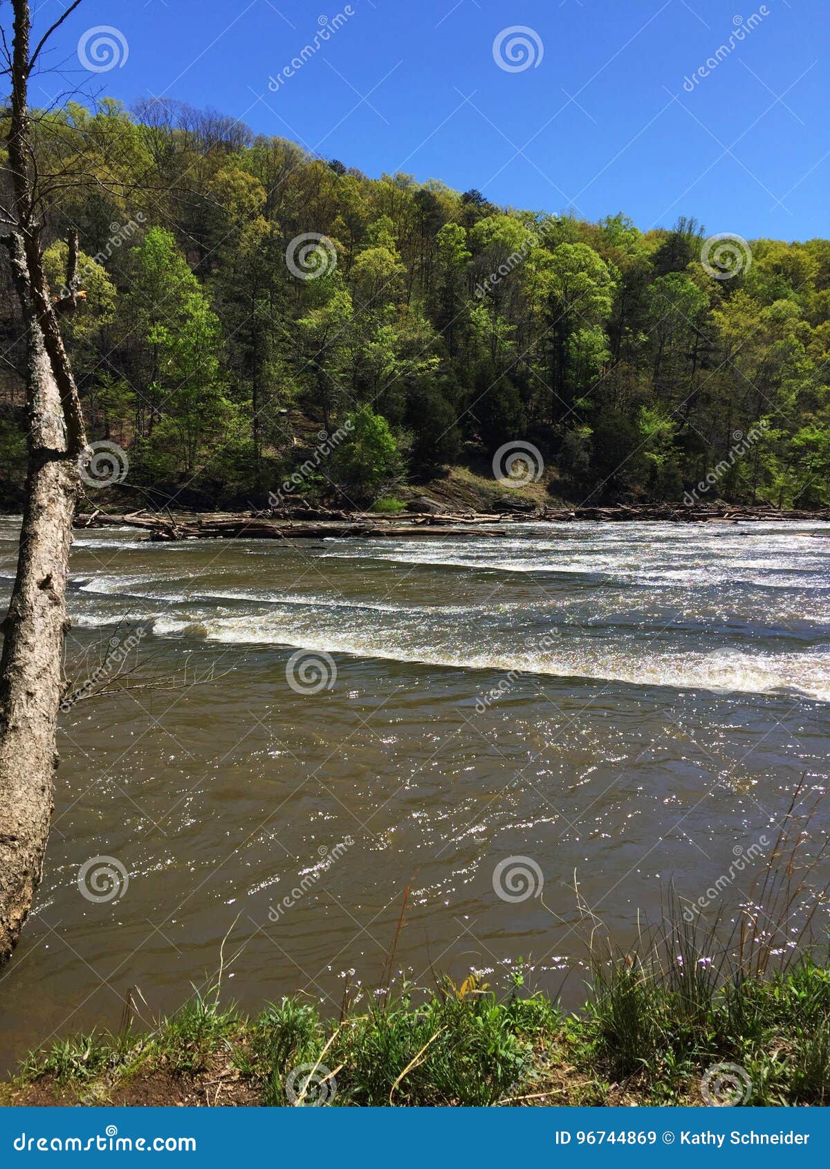 Riverside stock image. Image of river, woods, riverside - 96744869