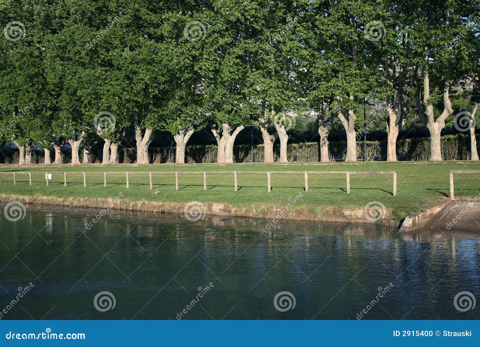 Riverside Row of Sycamore Tree Stock Photo - Image of lined, summer ...