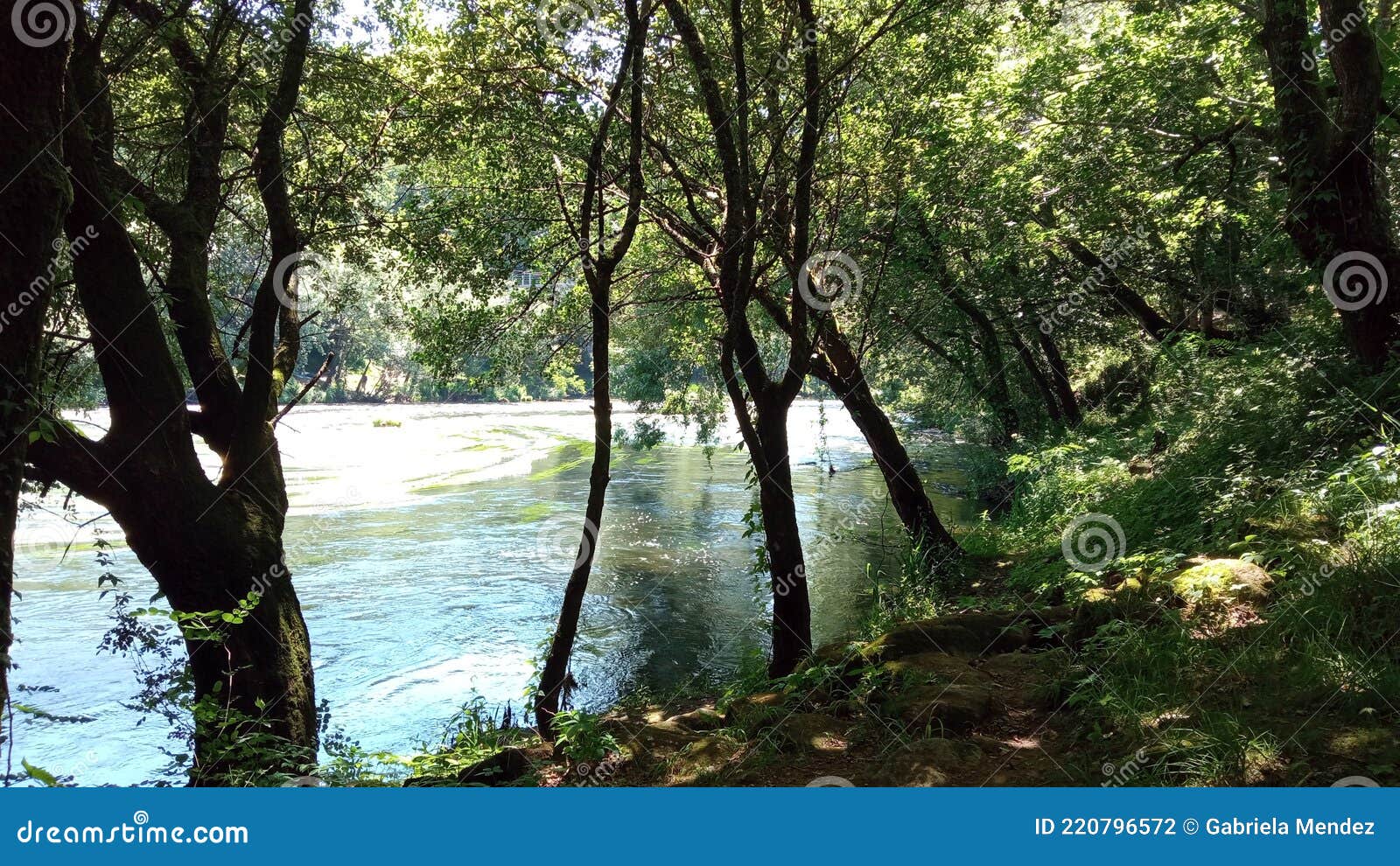 The Shadow of the Riverside Stock Photo - Image of forest, water: 220796572