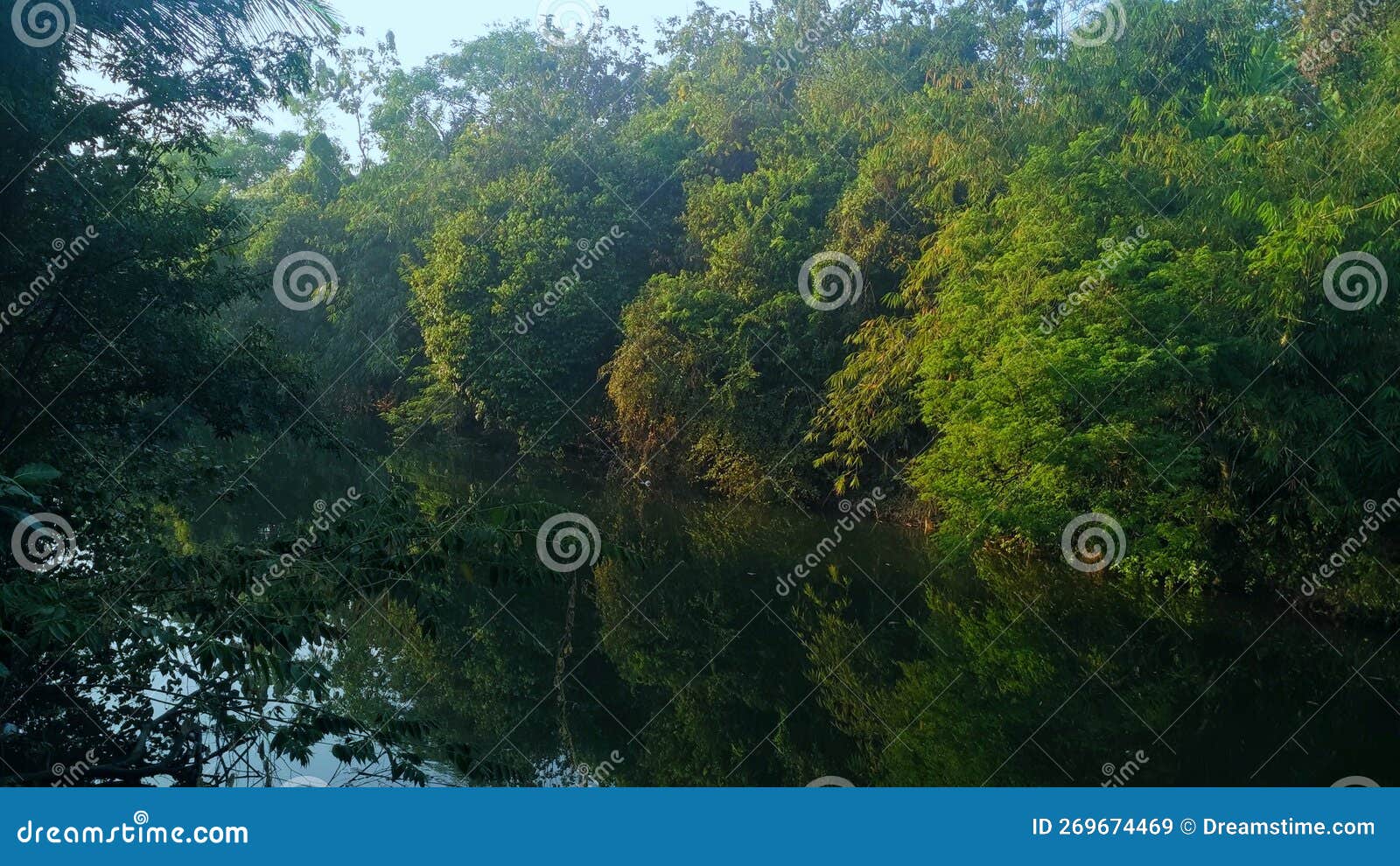 Riverside with Shady Plants Stock Image - Image of trees, bush: 269674469