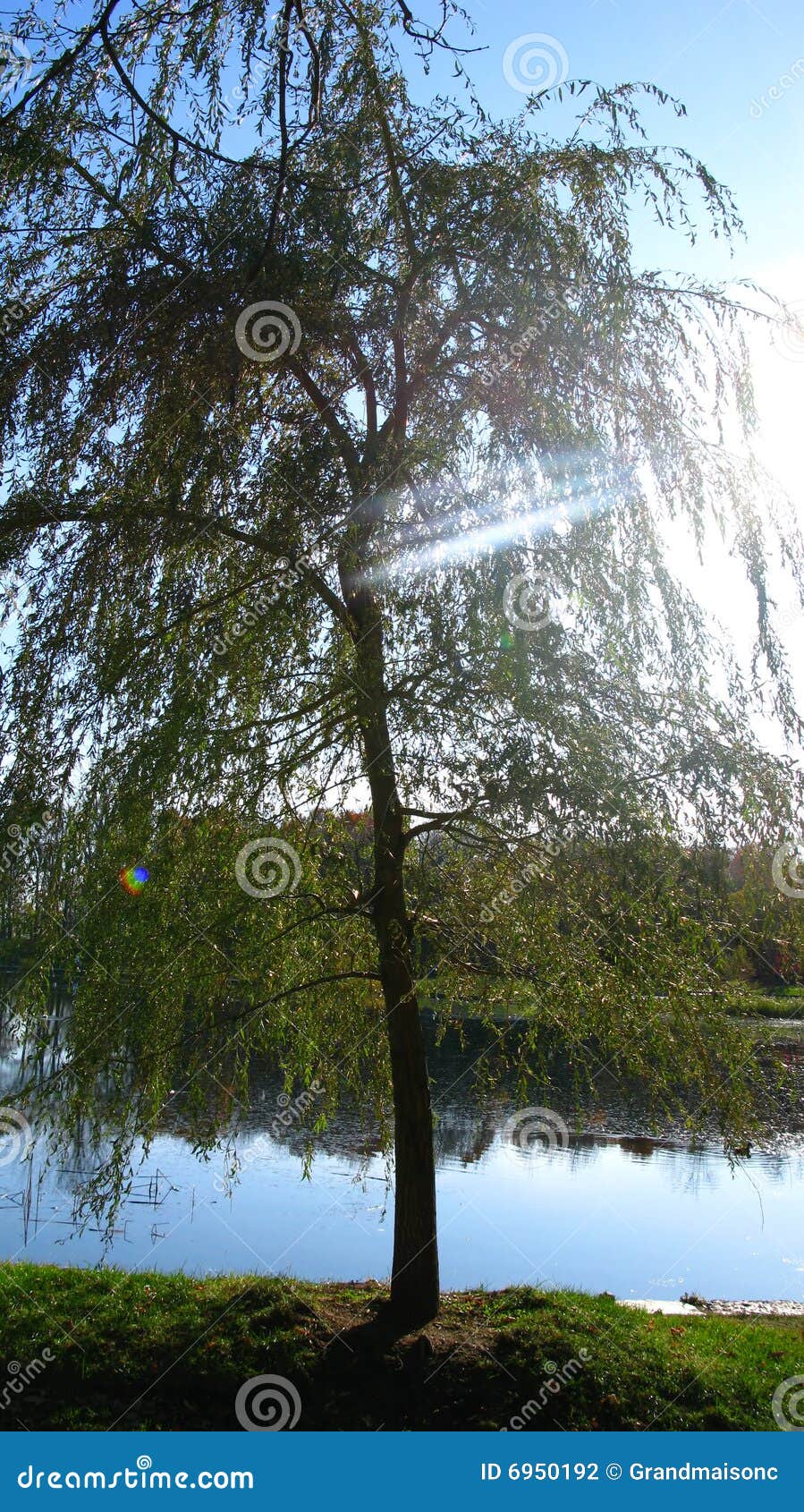Riverside Tree stock photo. Image of light, shape, scene - 6950192