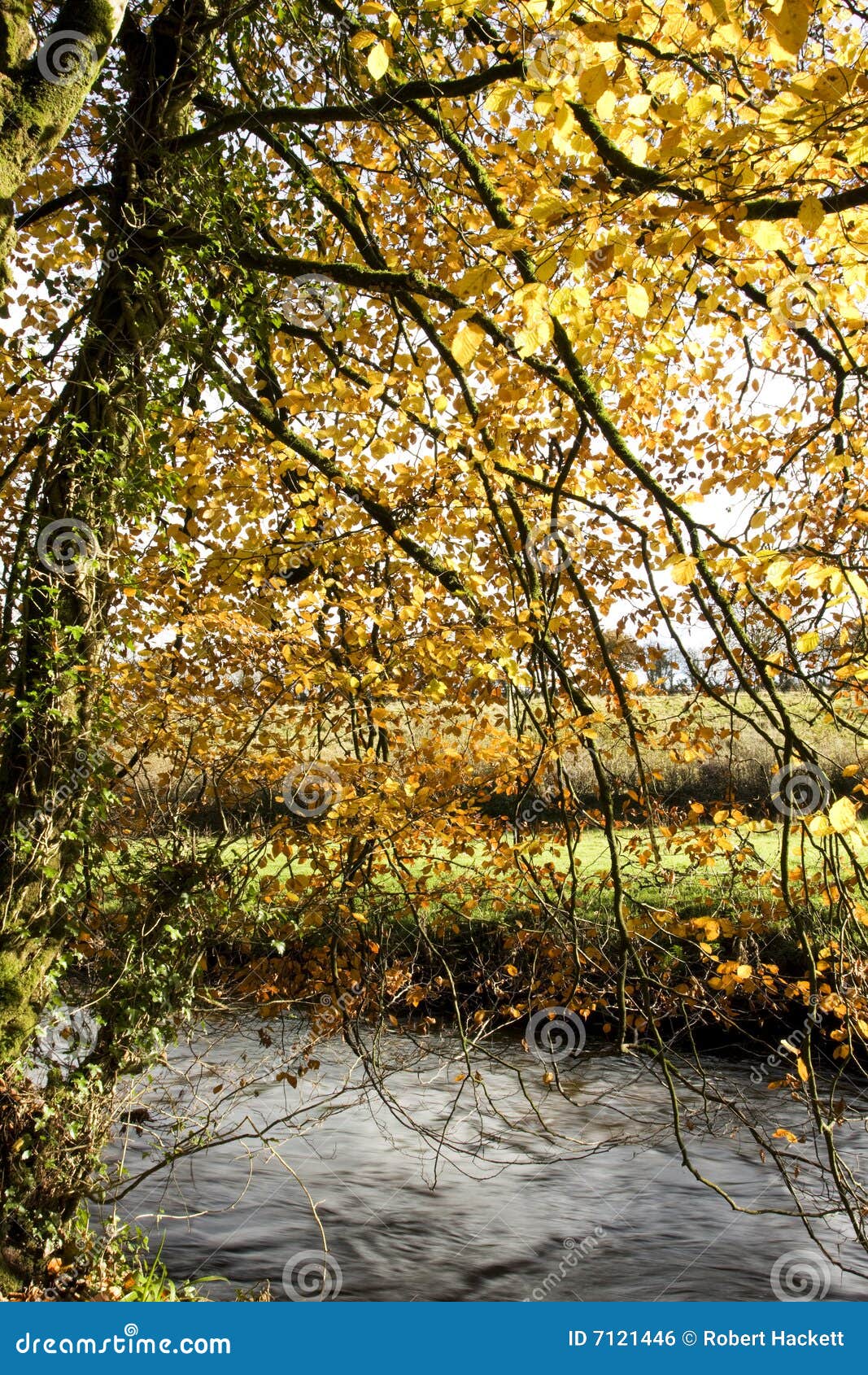 Riverside tree stock photo. Image of orange, yellow, fall - 7121446