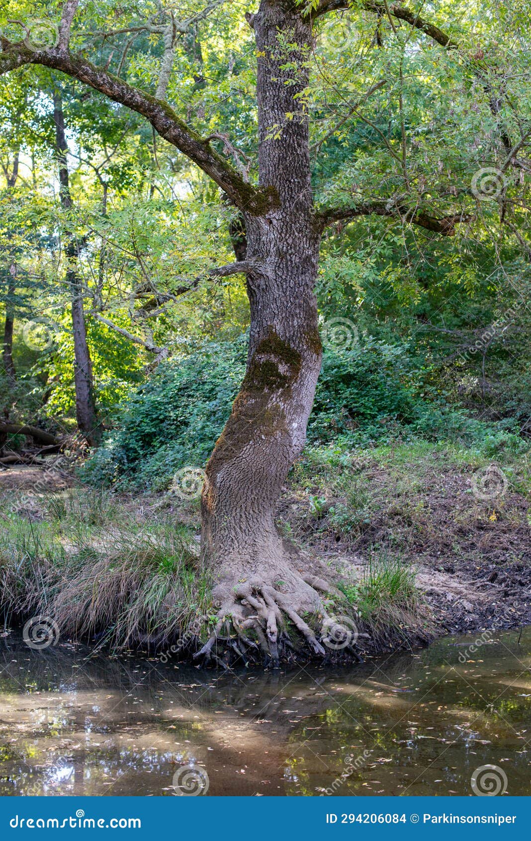 Riverside Tree with Exposed Roots Stock Photo - Image of woodland ...