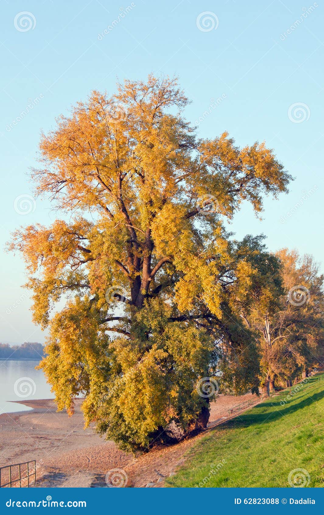 Riverside trees. stock photo. Image of branches, shadow - 62823088