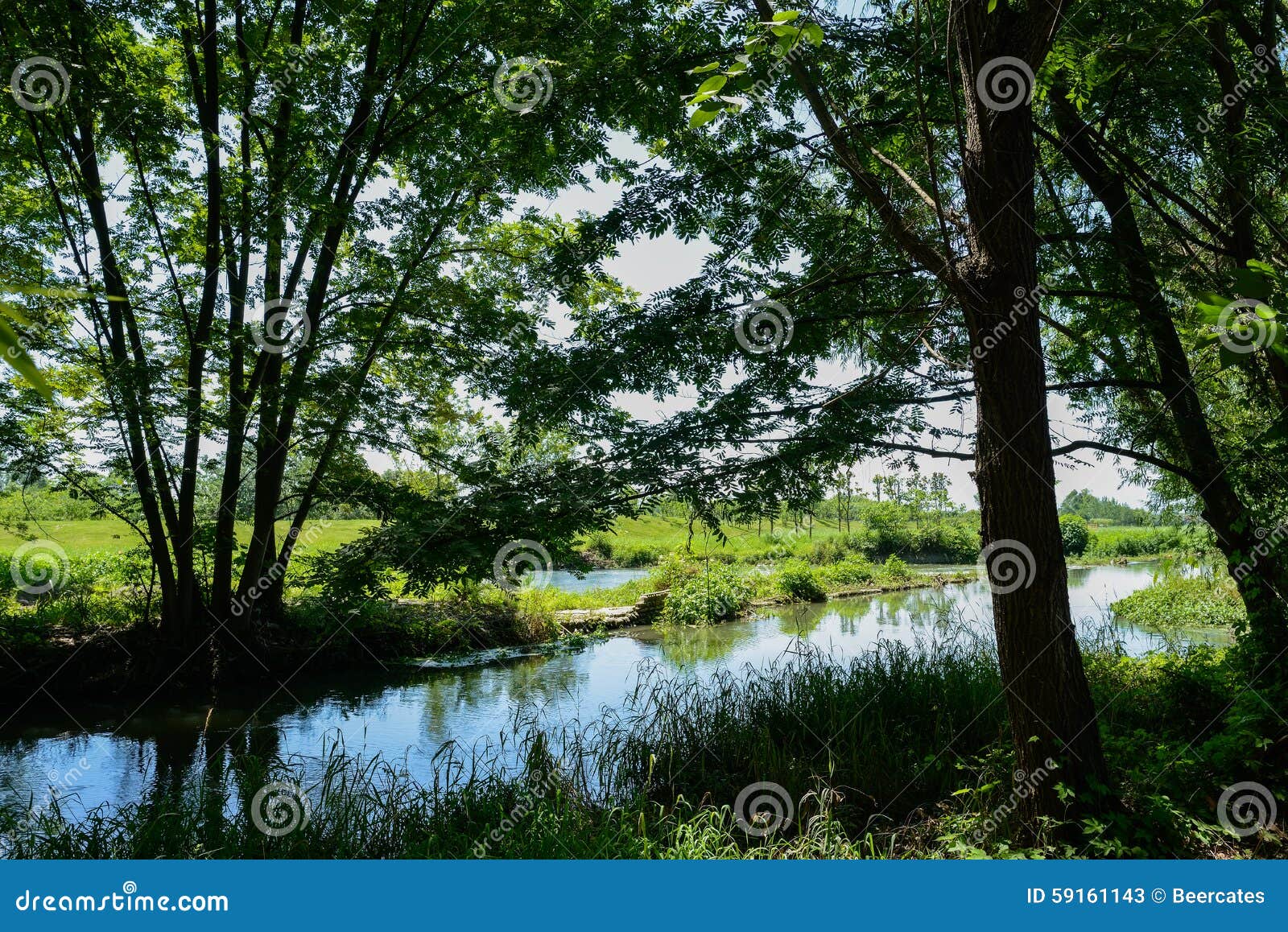 Riverside Trees in Sunny Summer Stock Image - Image of stream ...