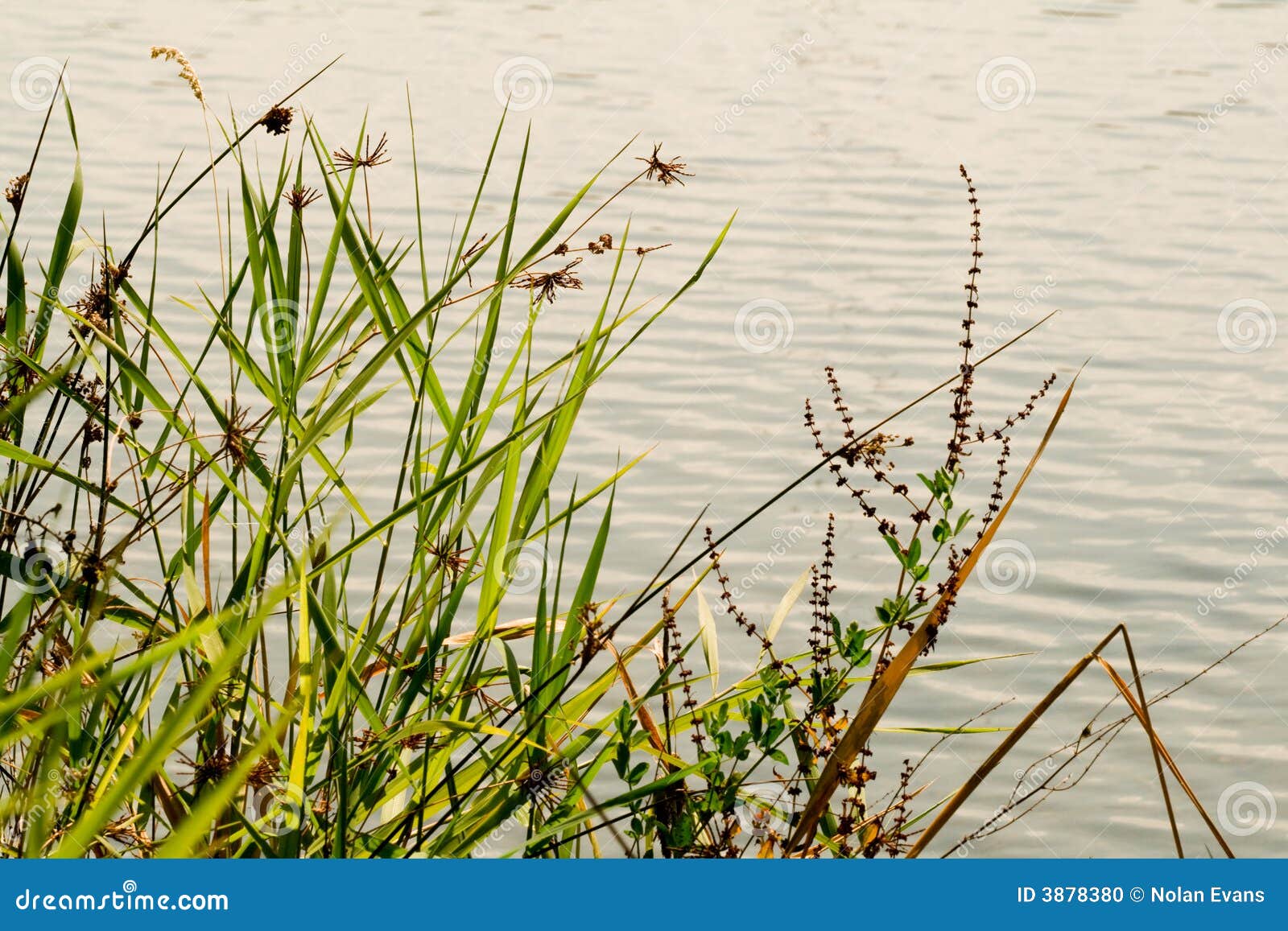 Riverside vegetation stock photo. Image of scenery, bank - 3878380