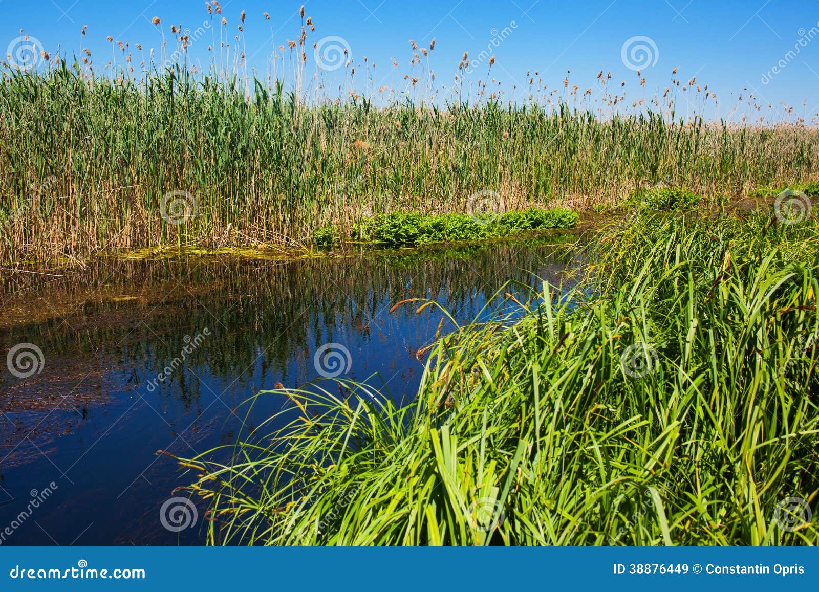 Riverside vegetation stock image. Image of green, marsh - 38876449