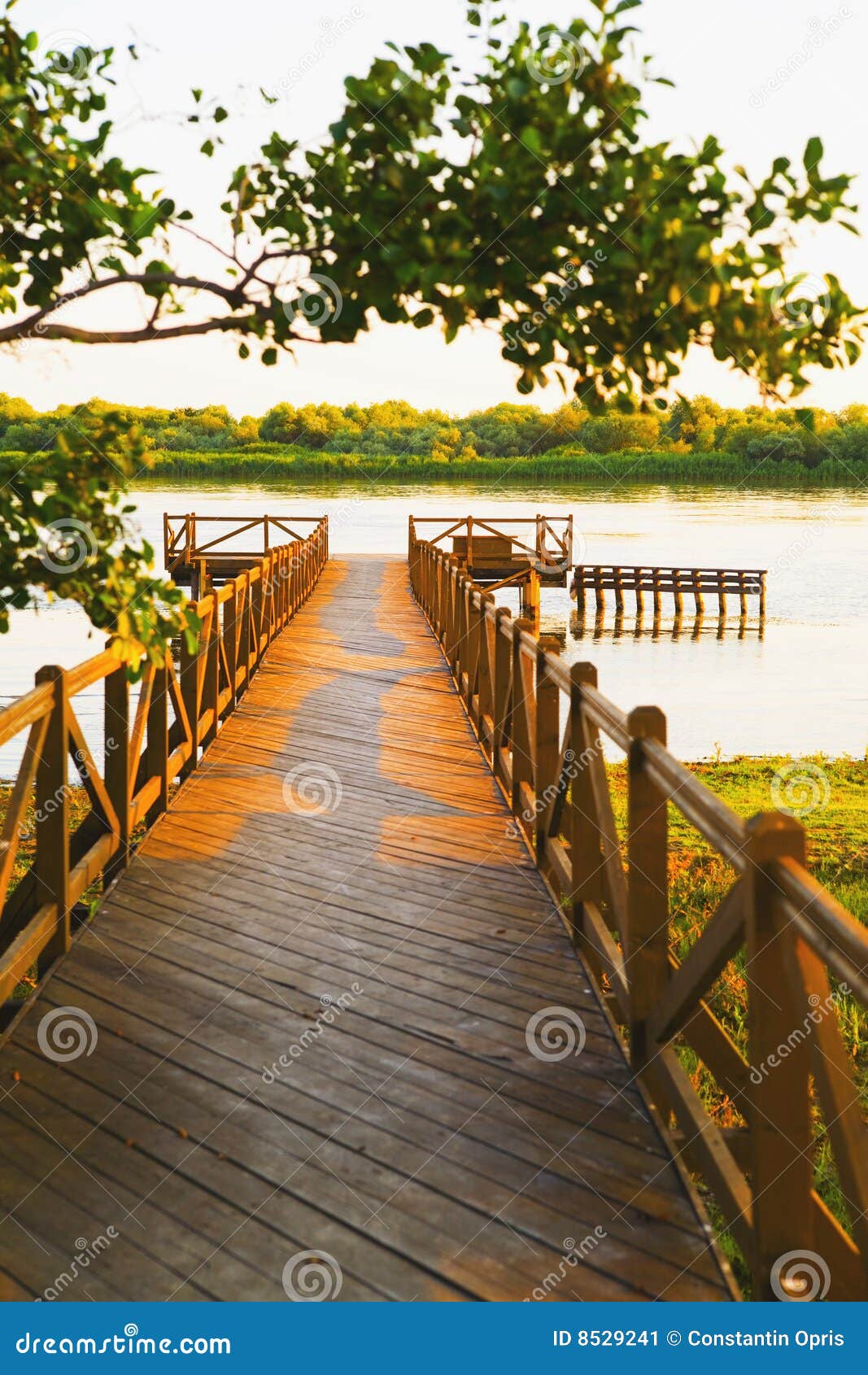 Riverside wood pond stock image. Image of remote, calm - 8529241