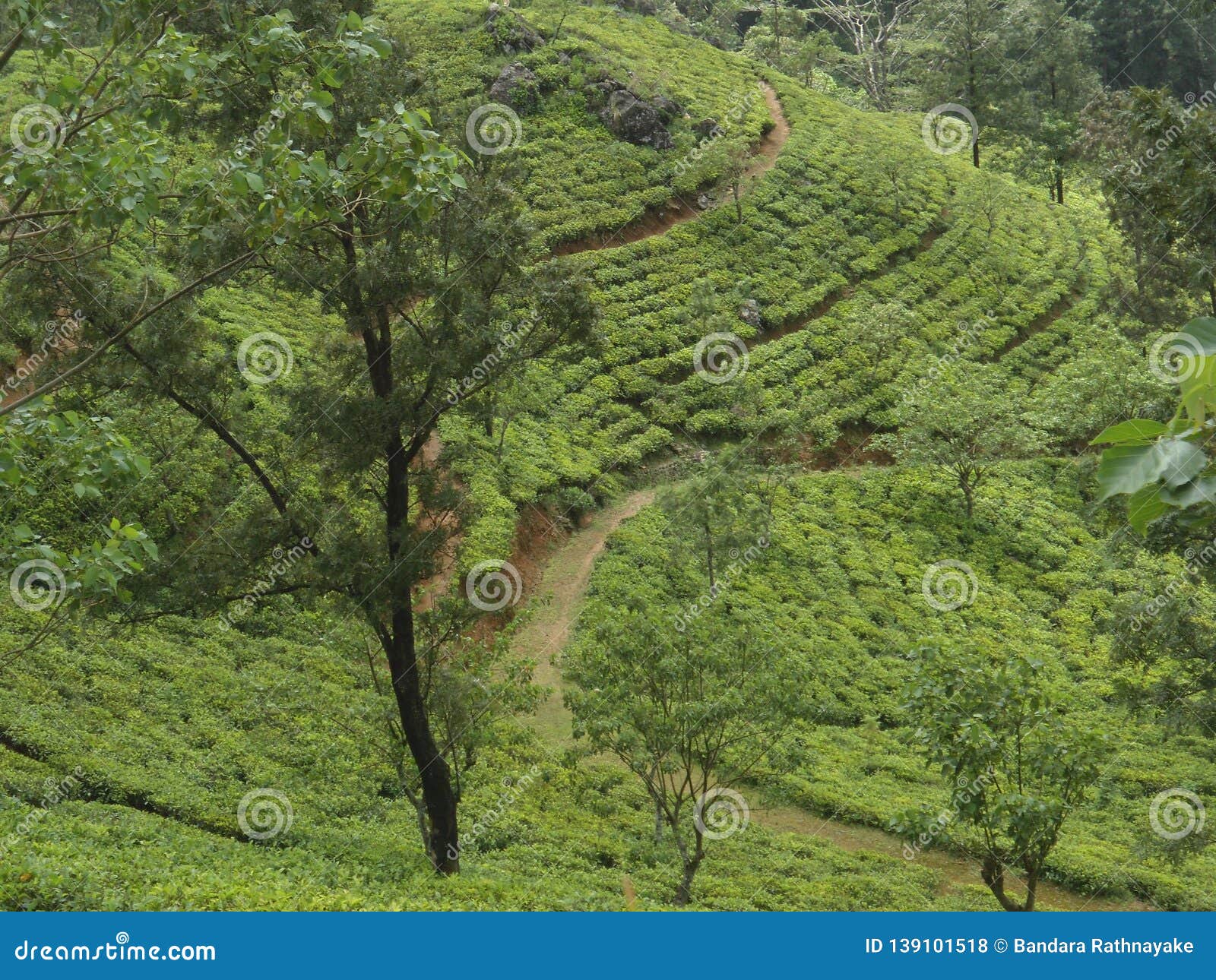 Riveston Tea State in Sri Lanka Stock Photo - Image of province, state ...