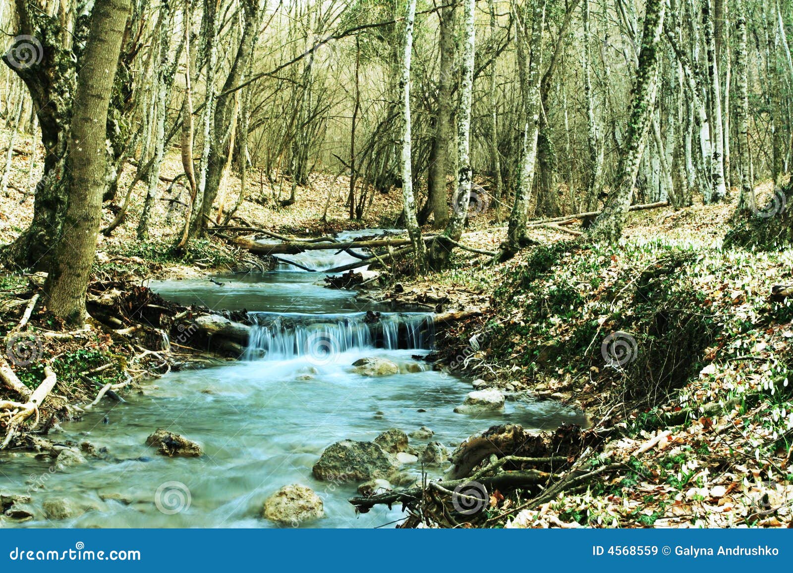 Rivier in bos stock afbeelding. Image of seizoen, landschap - 4568559