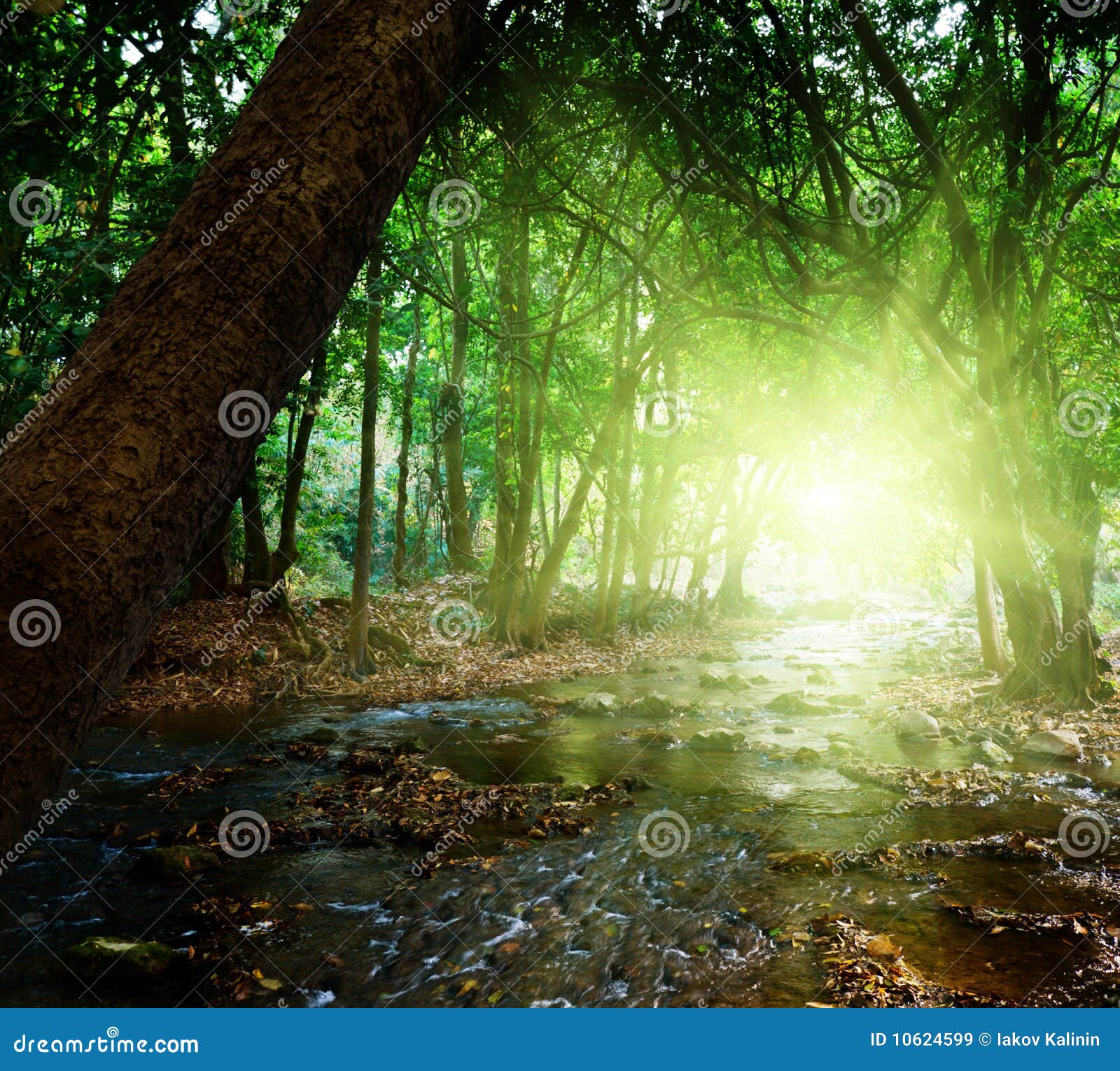 Rivier in diep bos stock afbeelding. Image of glans, schoonheid - 10624599