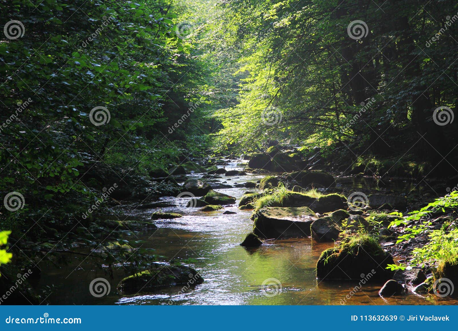 Rivier in het groene bos stock afbeelding. Image of water - 113632639