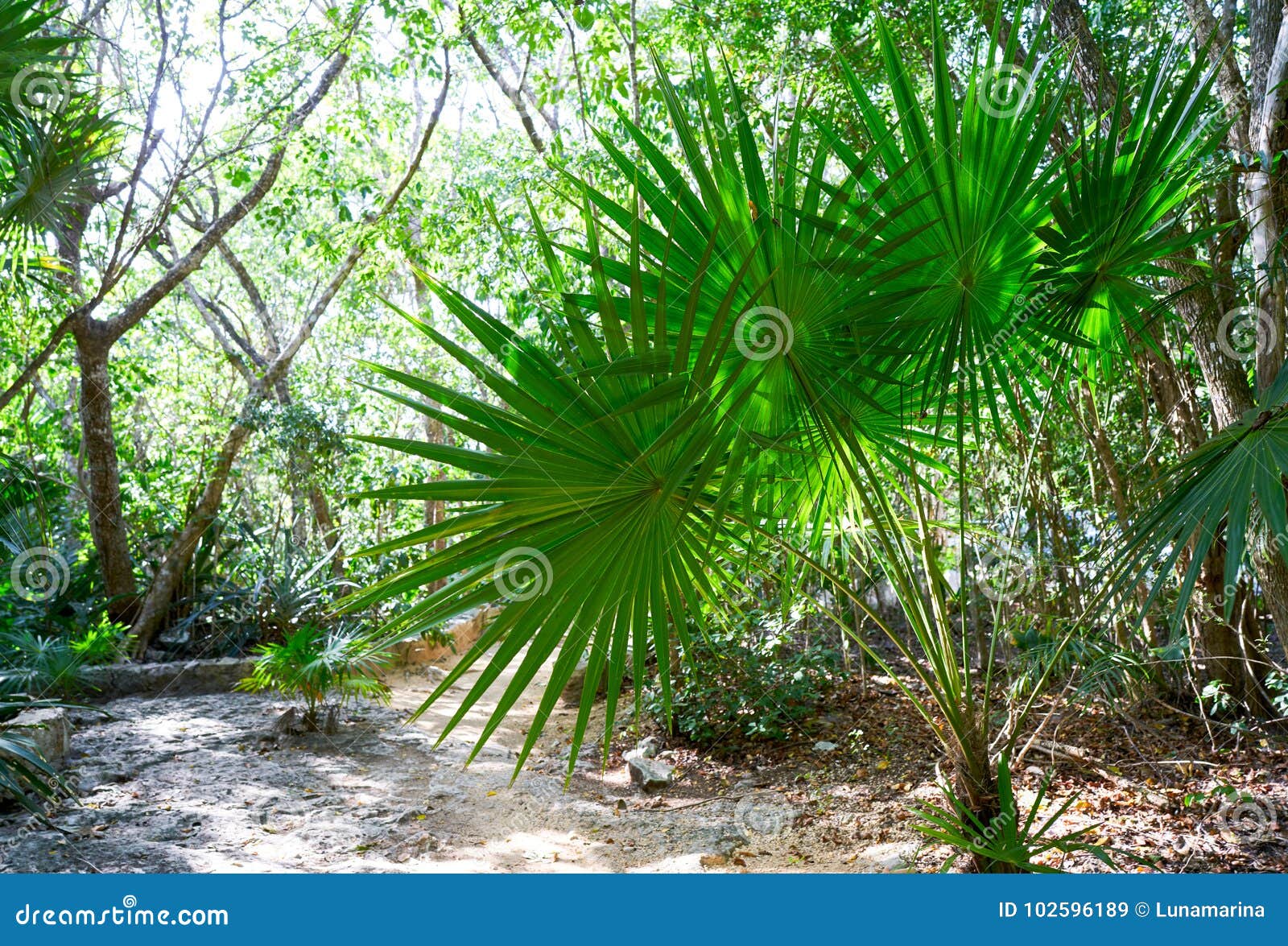 Riviera Maya Rainforest Jungle Mexico Stock Image - Image of maya ...