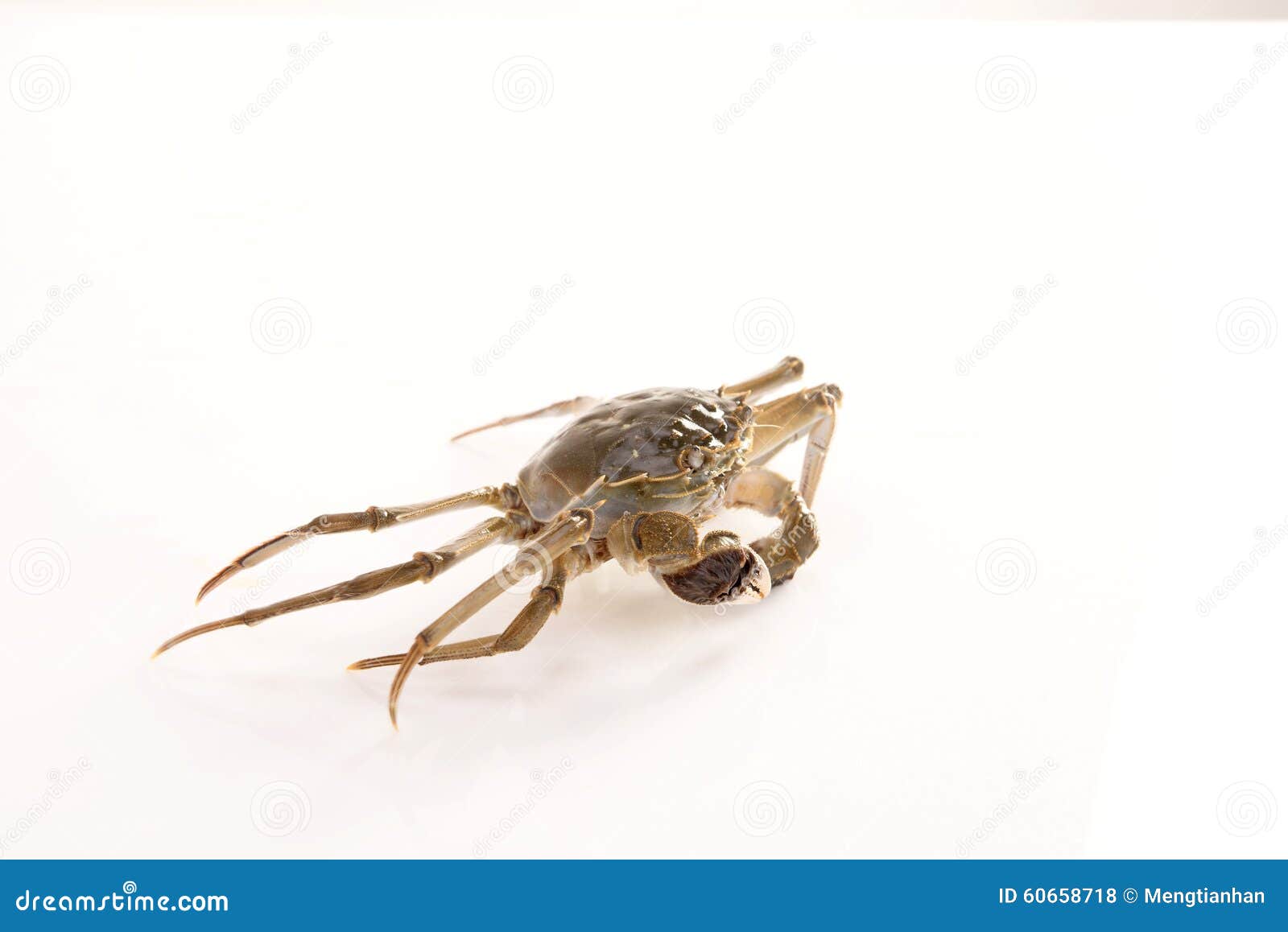 Rivierkrab - Een Soort Chinese Krab Stock Foto - Image of schaaldieren ...