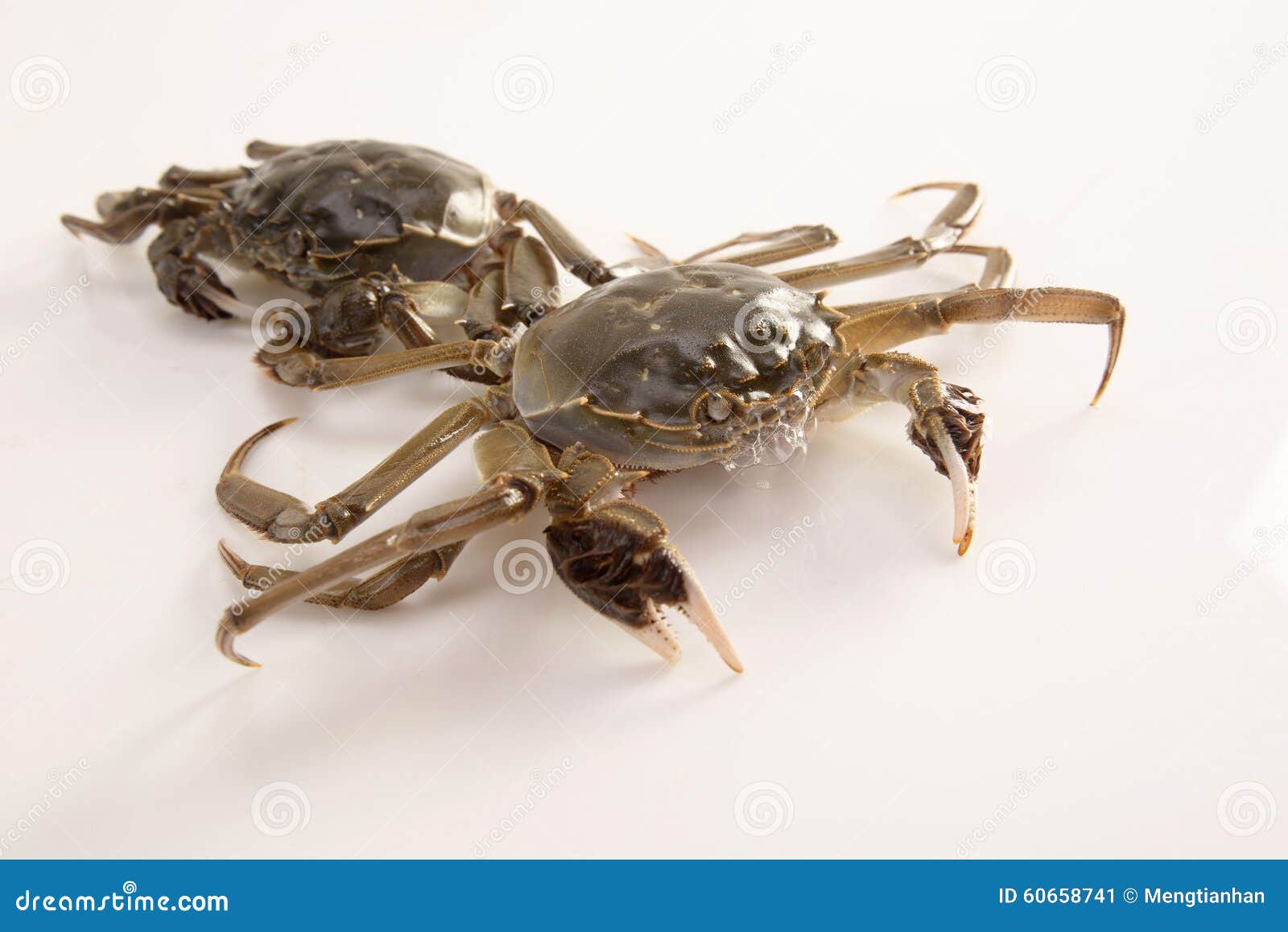 Rivierkrab--een Soort Chinese Krab Stock Afbeelding - Image of meer ...