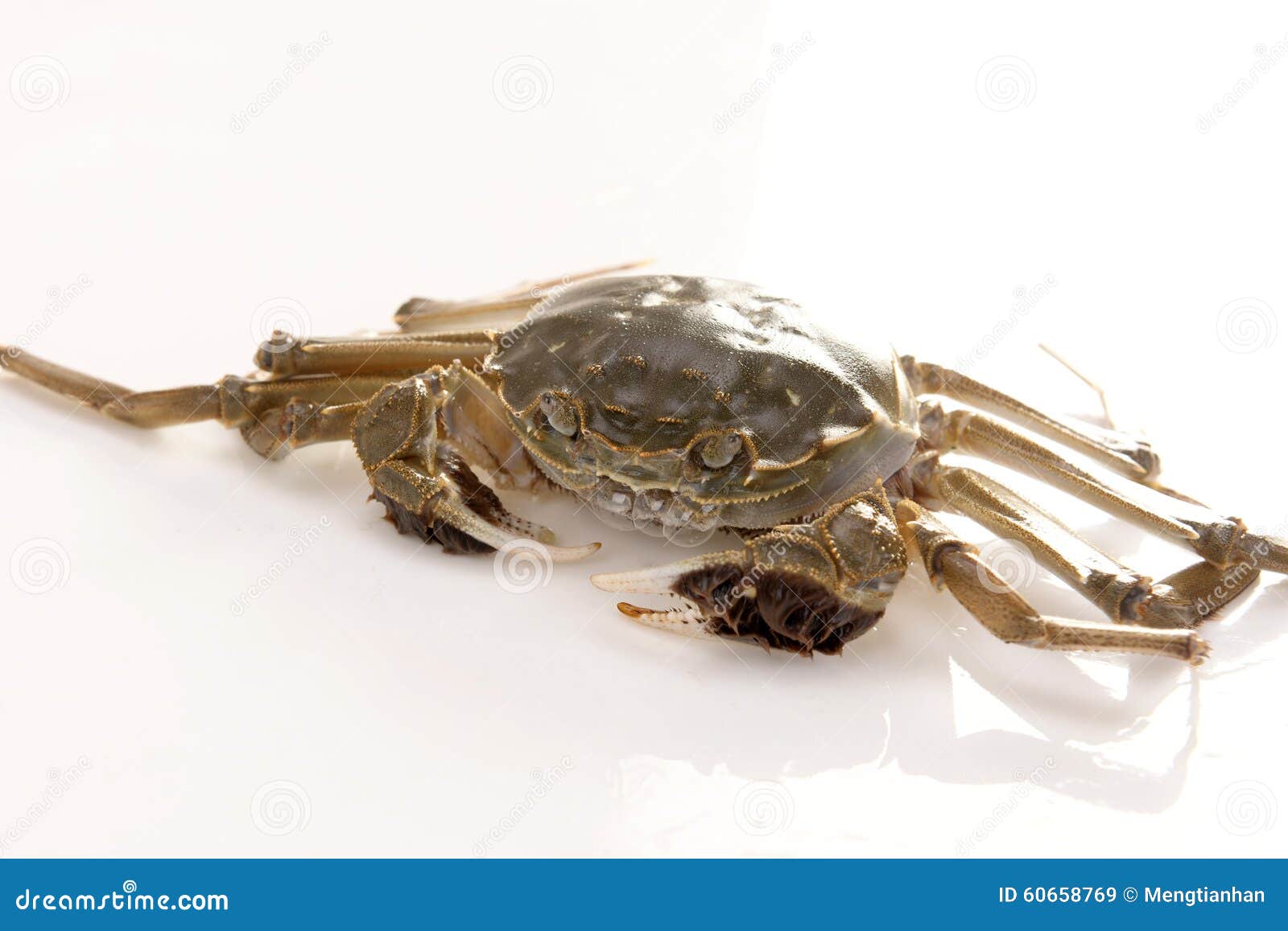 Rivierkrab - Een Soort Chinese Krab Stock Afbeelding - Image of beroemd ...