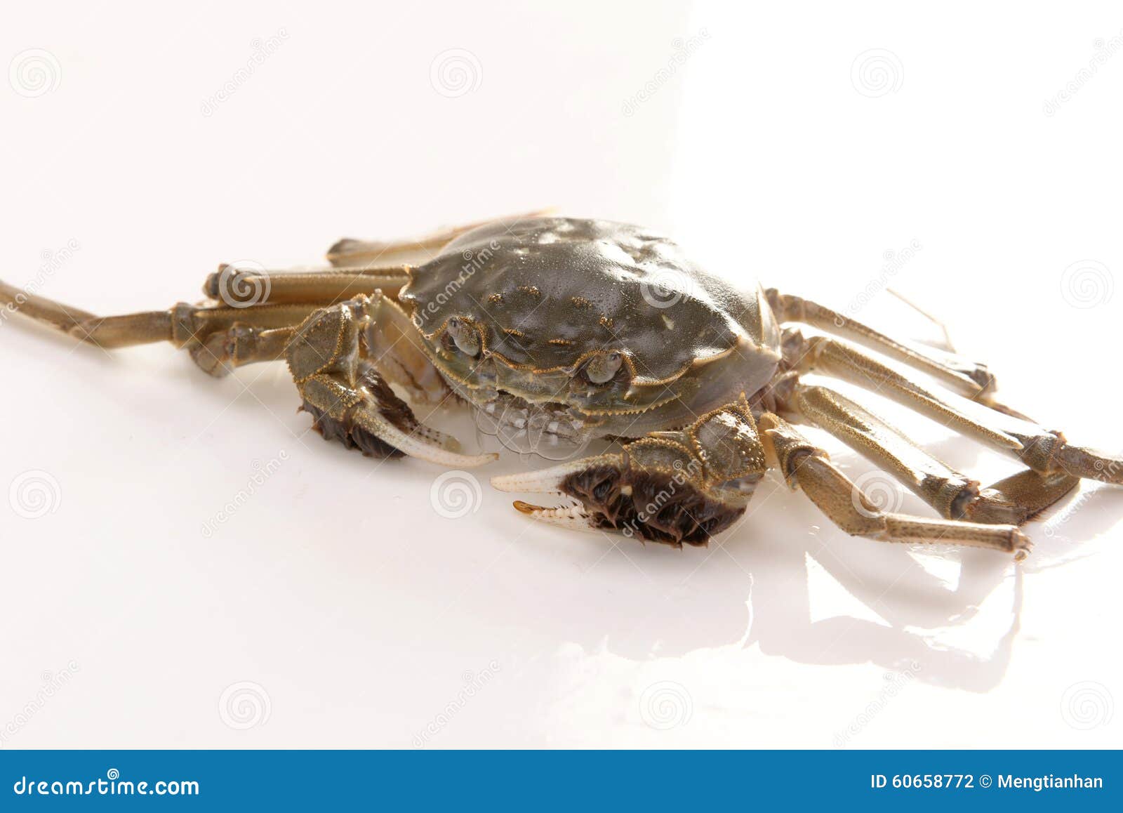 Rivierkrab - Een Soort Chinese Krab Stock Foto - Image of reis ...