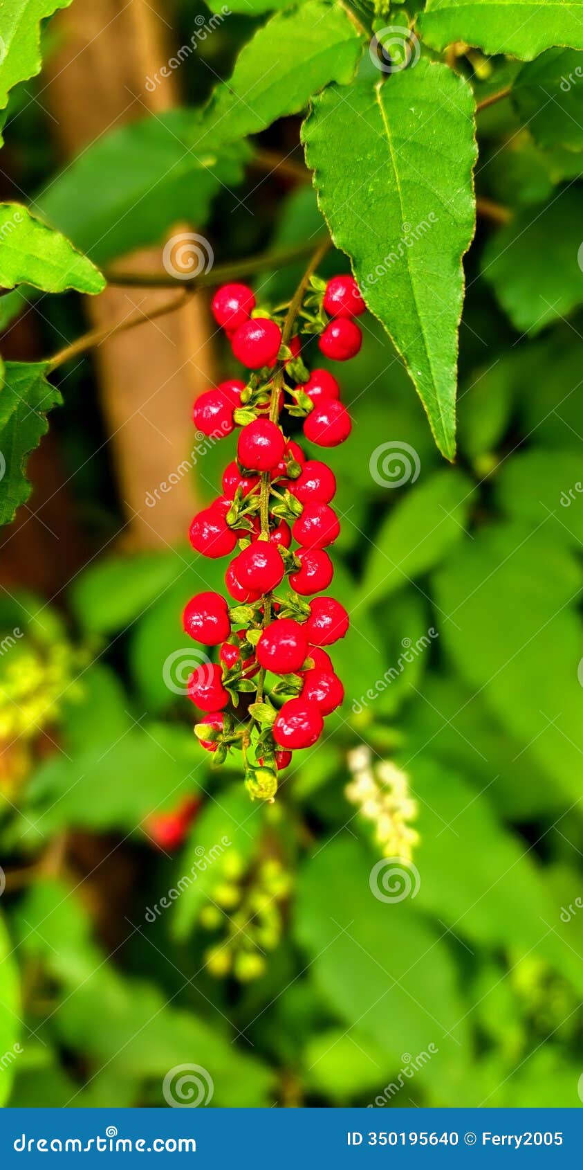 Rivina Humilis Or Bloodberry Is An Ornamental Plant In The ...
