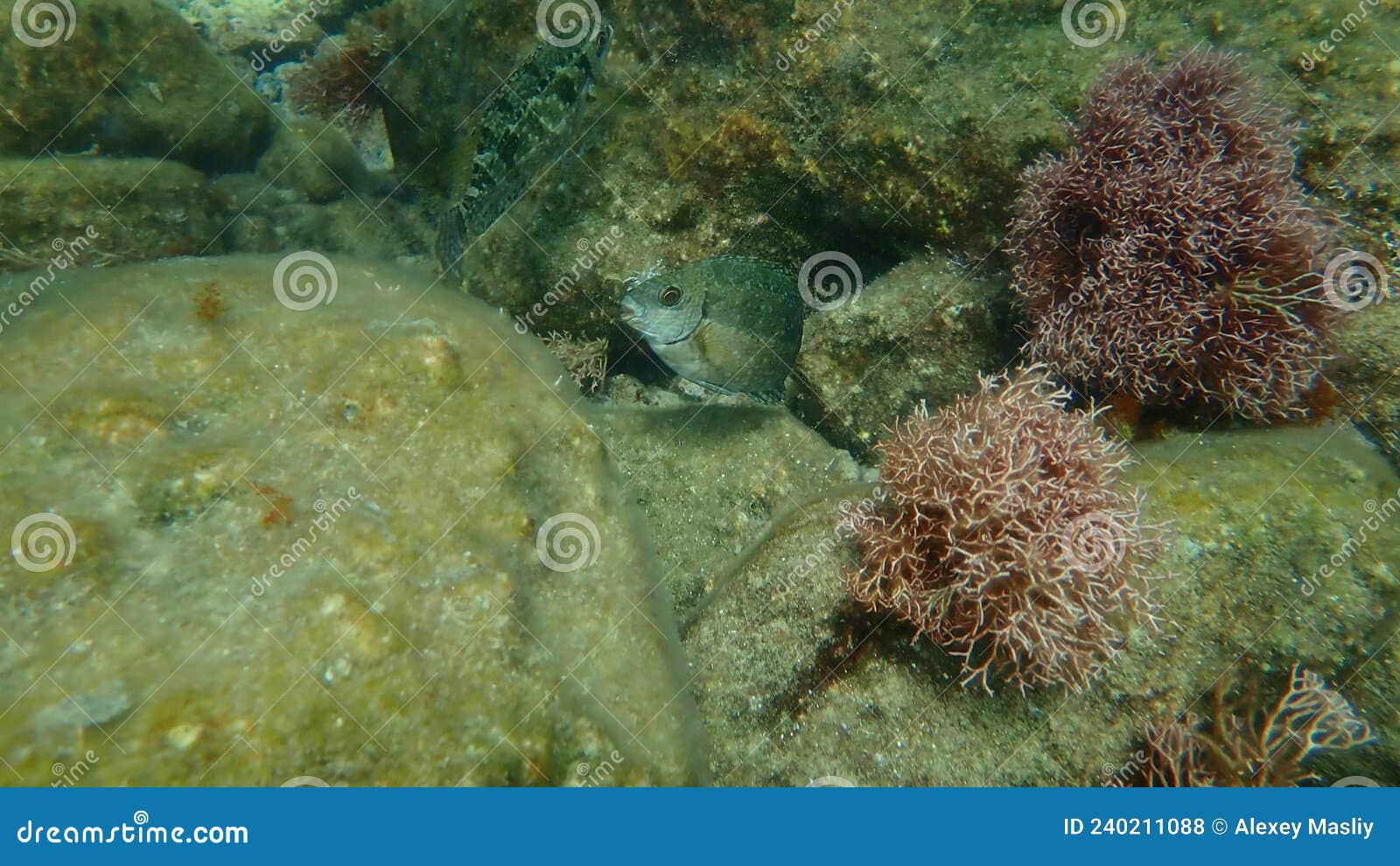 Rivulated Rabbitfish or Marbled Spinefoot, Surf Parrotfish Siganus ...