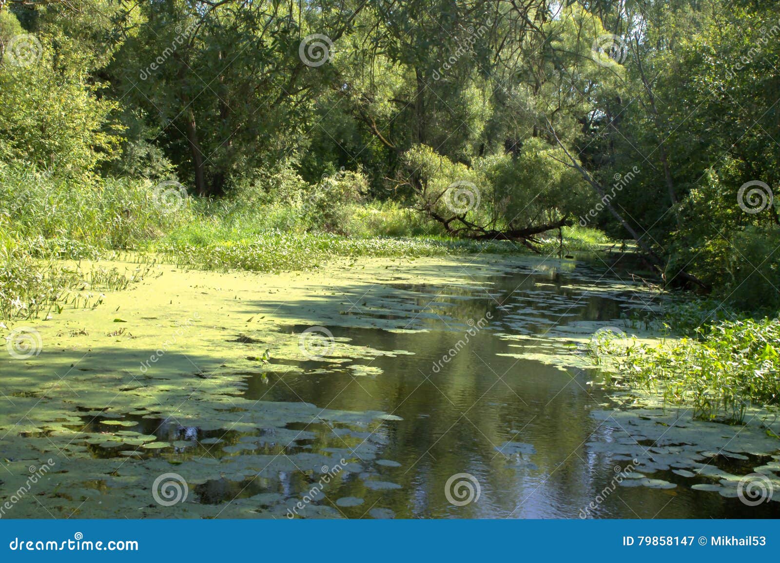 Rivulet image stock. Image du roche, pluie, sain, ruisseau - 79858147