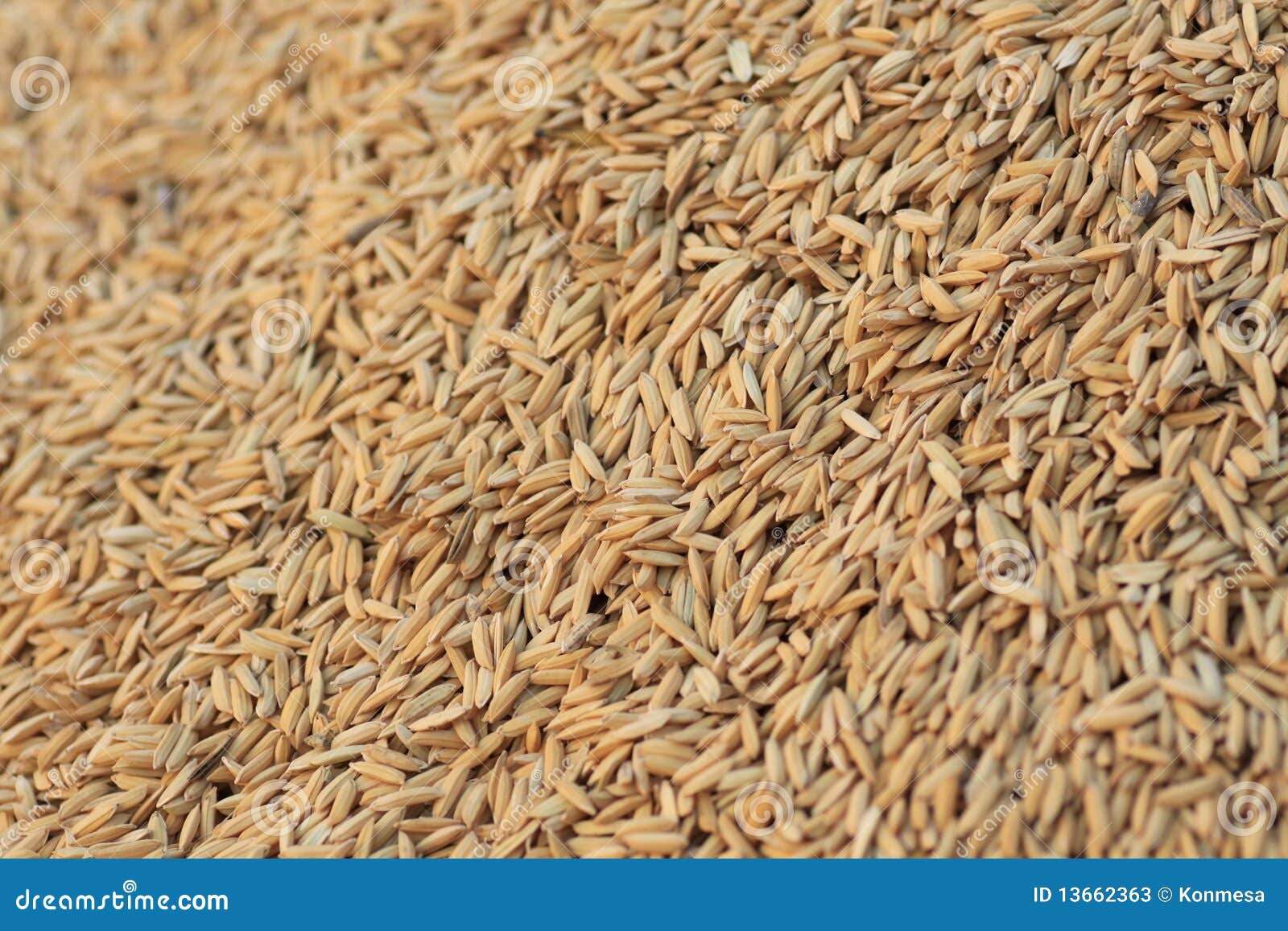Riz image stock. Image du paddy, grain, germe, céréale - 13662363