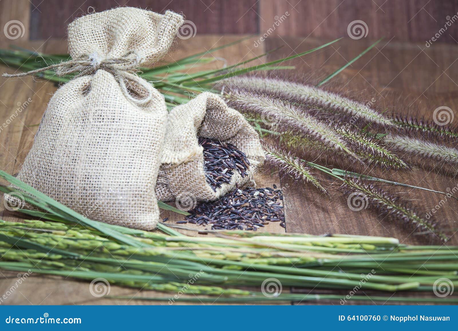 Riz photo stock. Image du blé, paddy, céréale, transitoire - 64100760