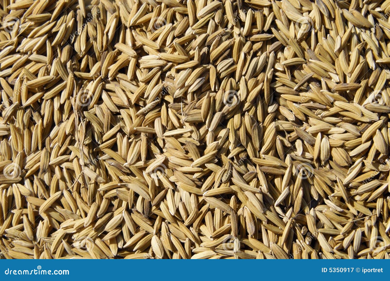 Riz cru image stock. Image of fond, paddy, graines, texture - 5350917