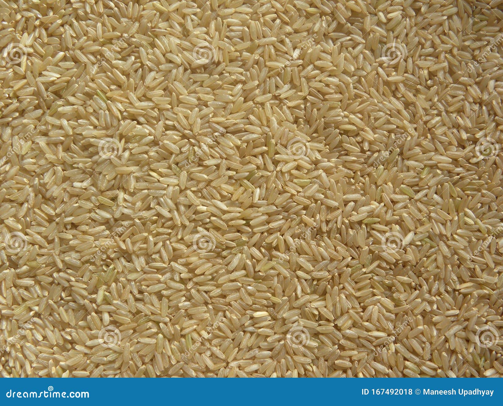 Riz cru de couleur marron photo stock. Image du moisson - 167492018