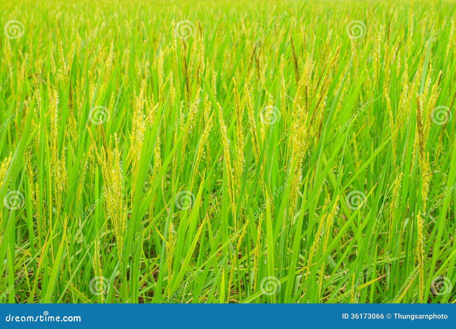 Riz dans le paddy photo stock. Image du vert, paddy, campagne - 36173066