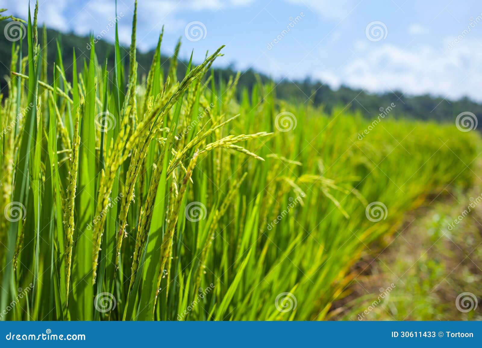 Riz De Champ Au Meacham Thaïlande Image stock - Image du vert ...